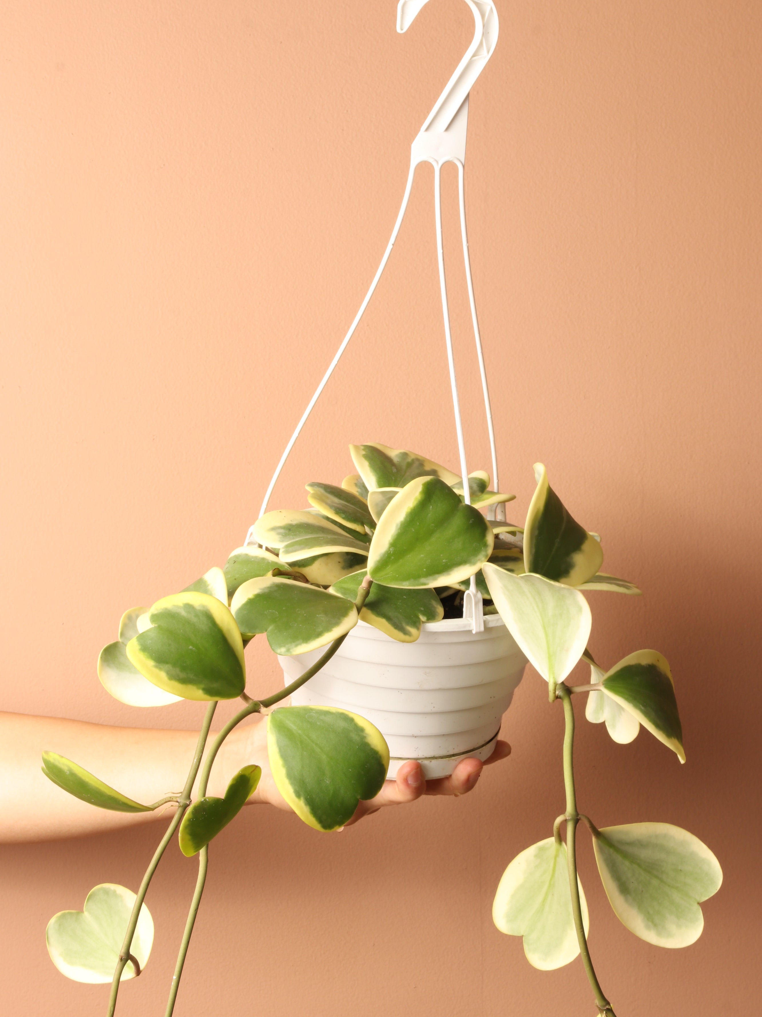 Hanging Variegated Hoya Heart Kerrii