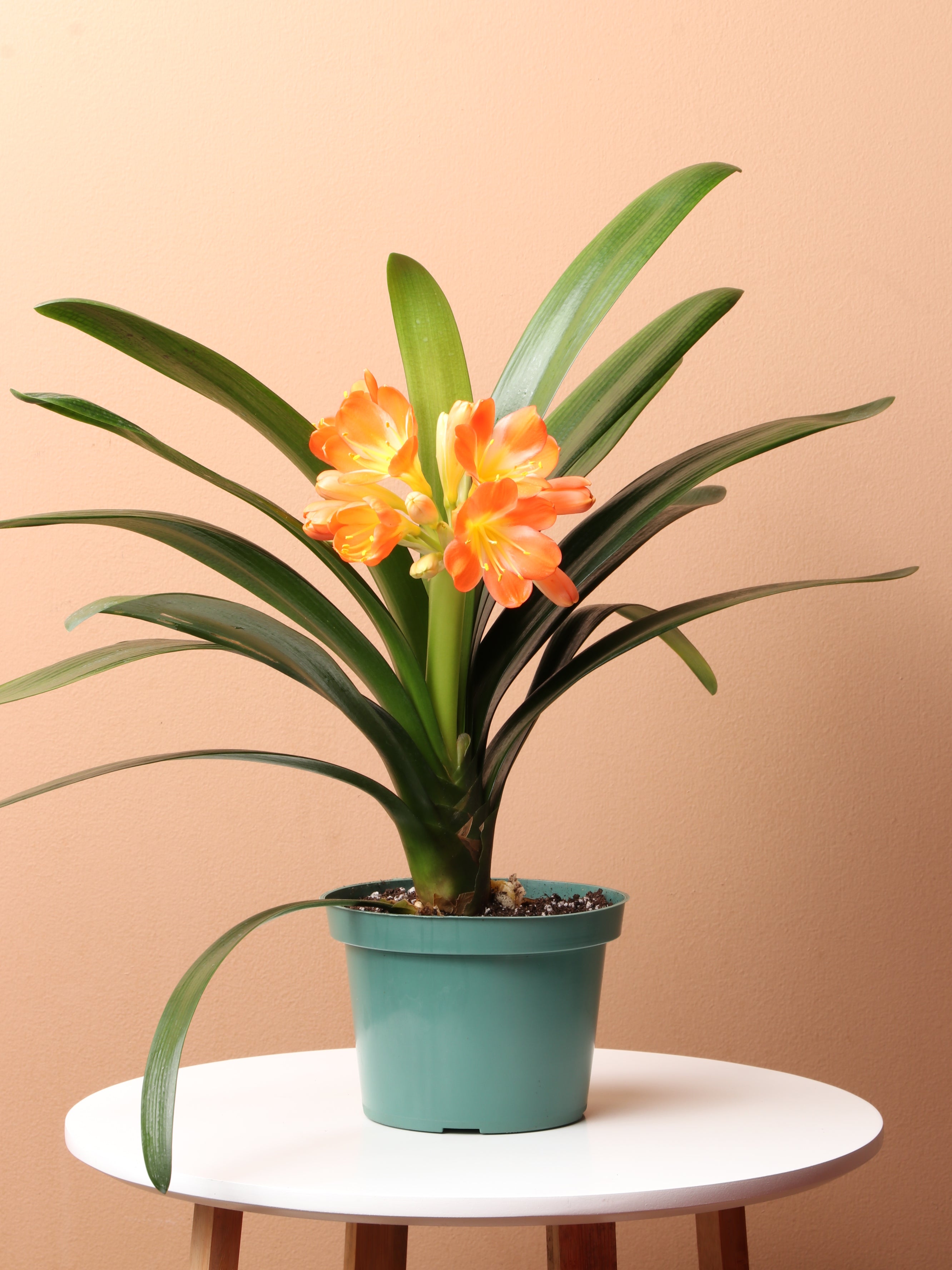 Medium Clivia – Dahing Plants