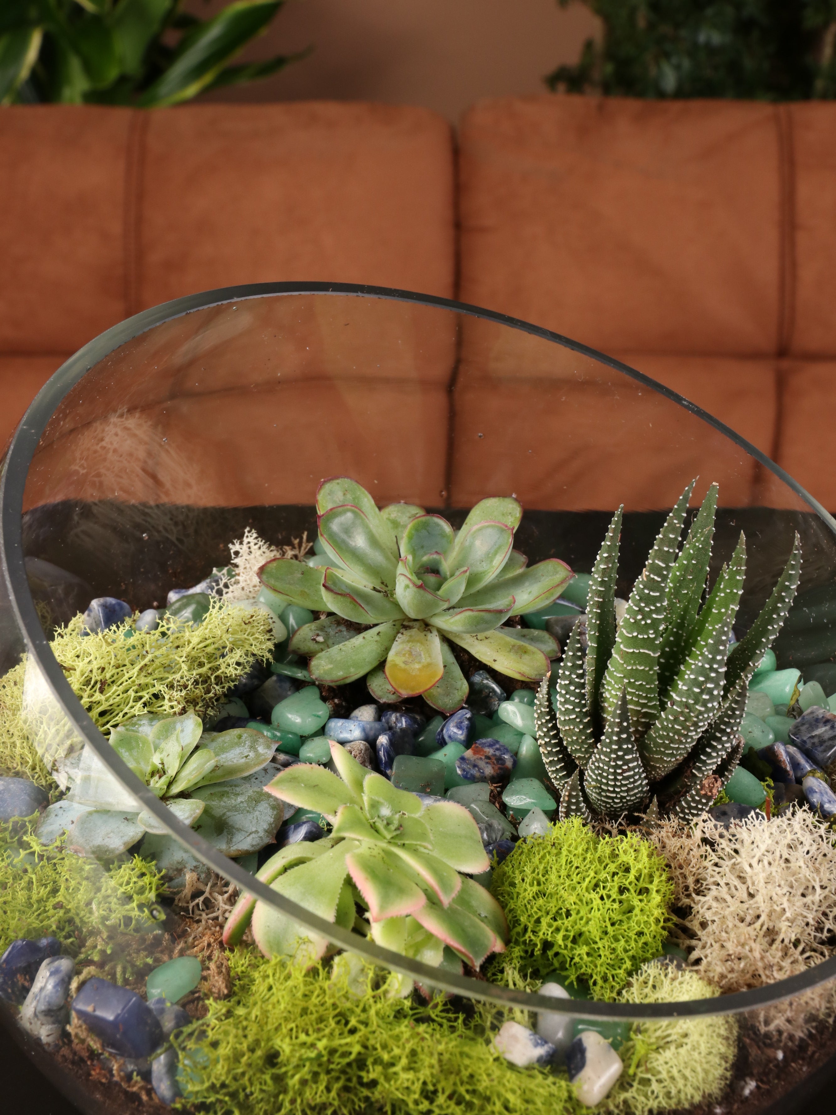 The Top 5 Terrarium Plants – Dahing Plants