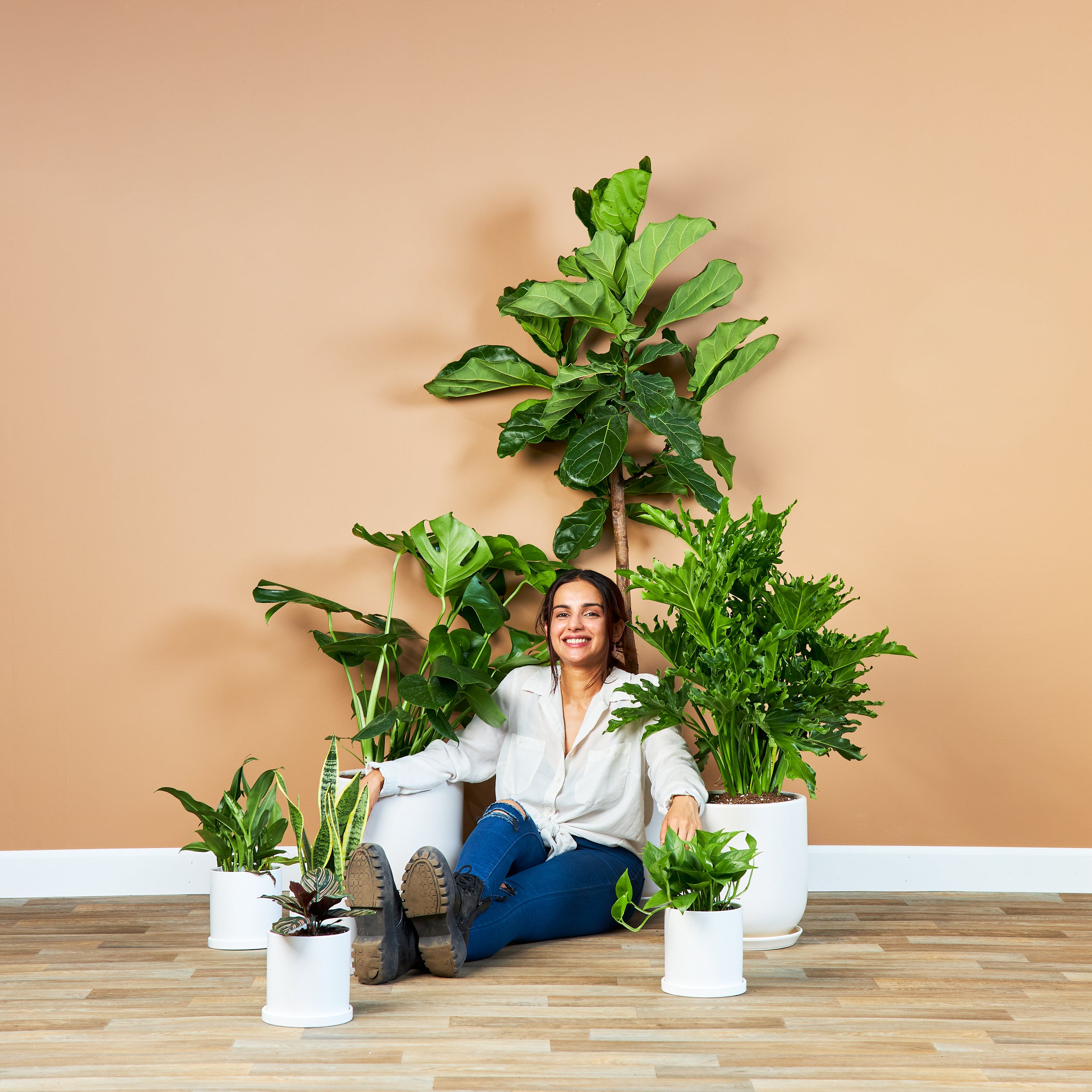 New Arrivals – Dahing Plants