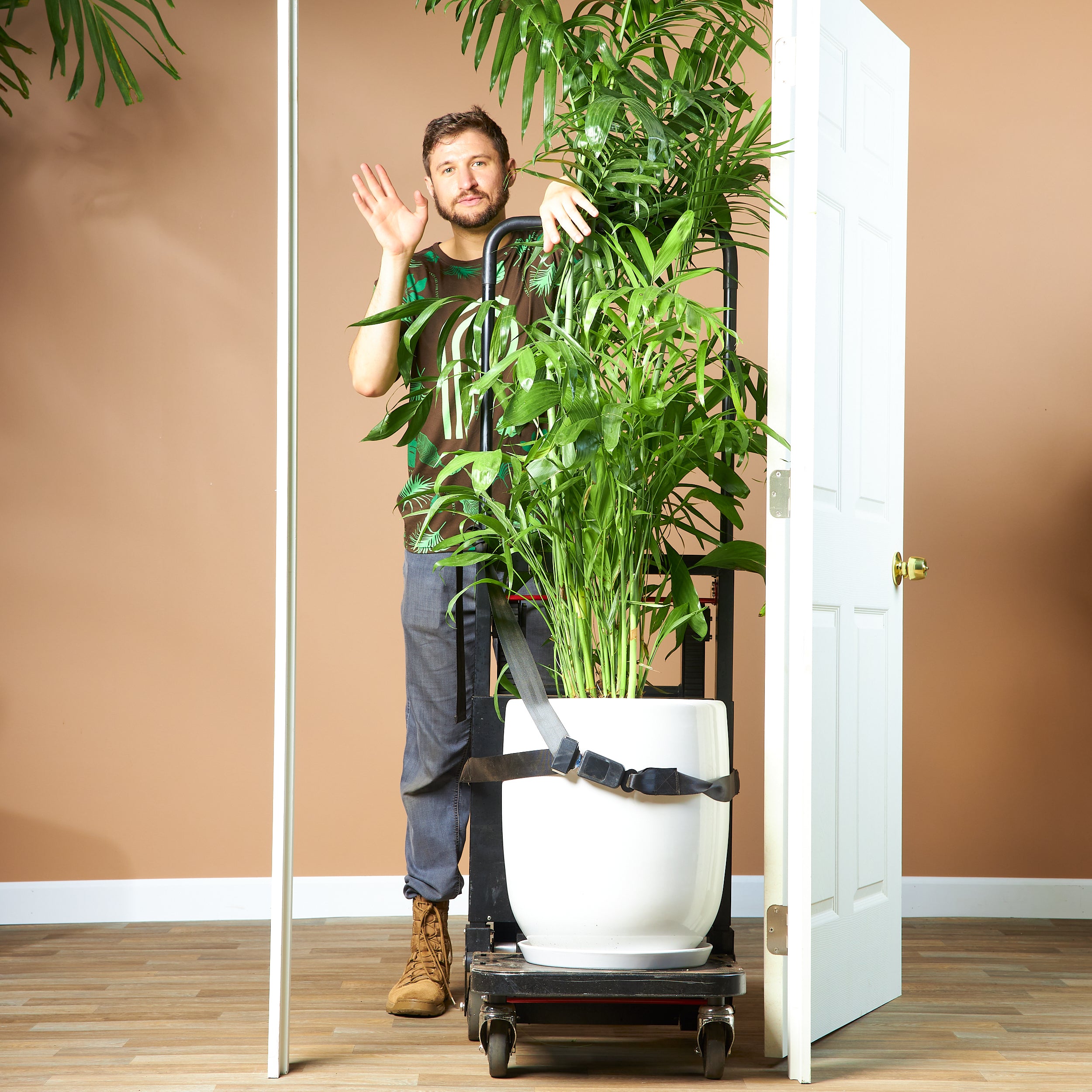 Full Size Plants – Dahing Plants