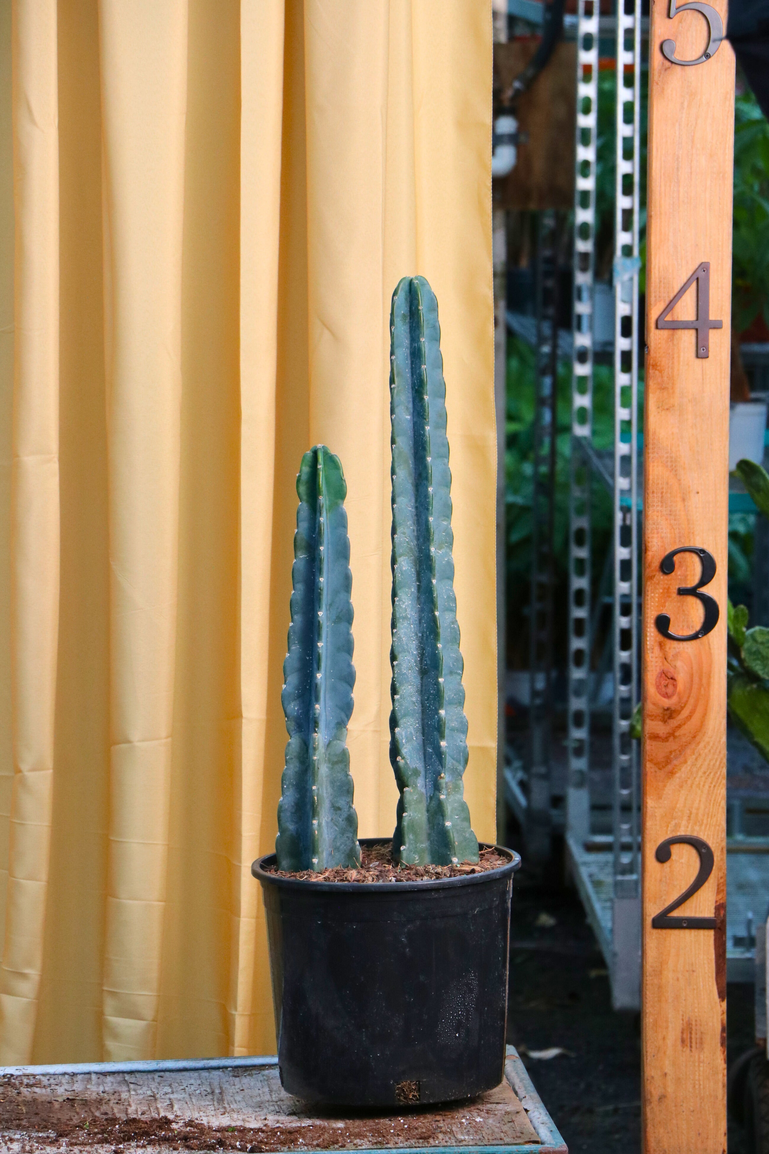 Large Peruvian Cactus (Double) – Dahing Plants