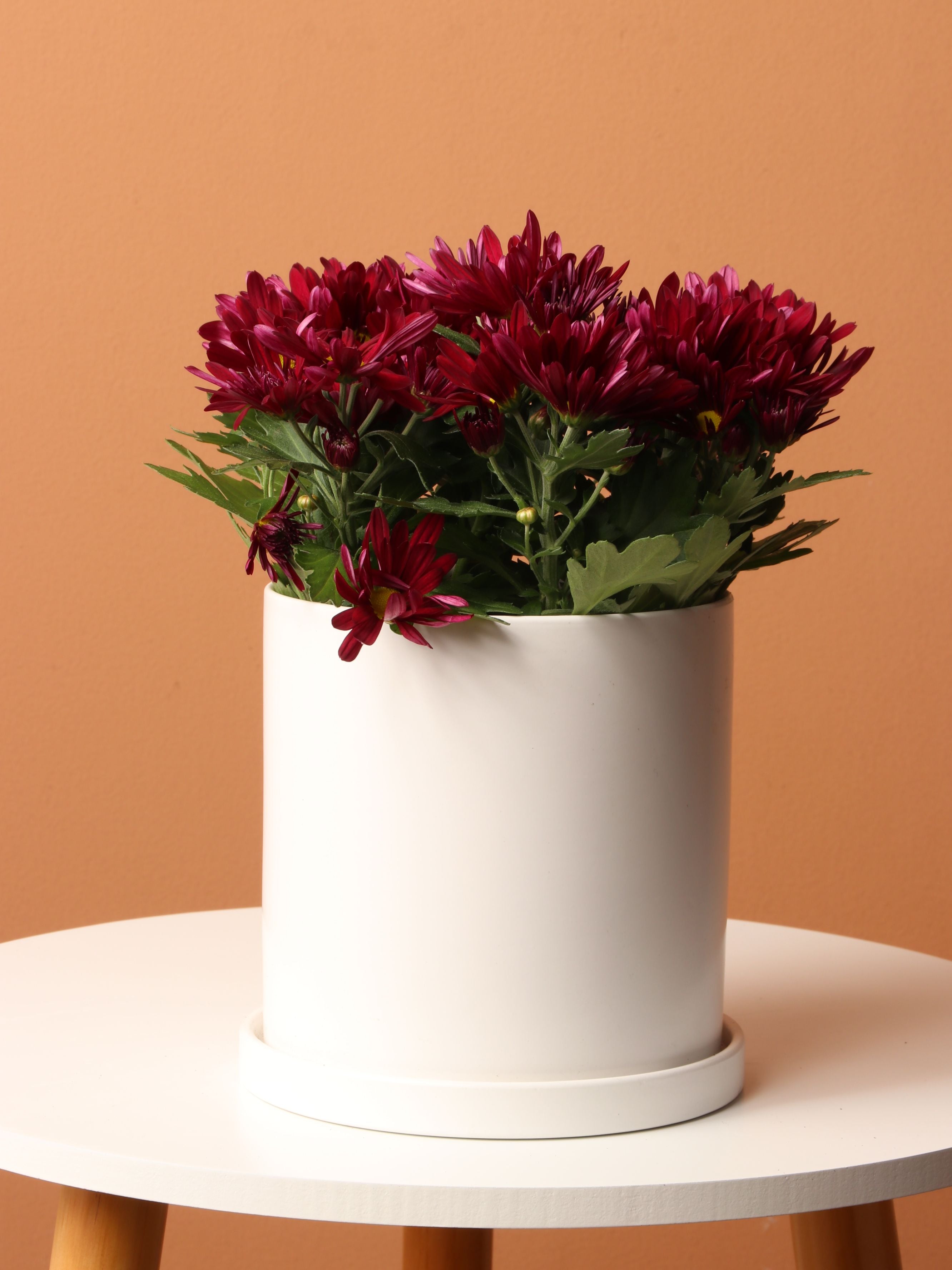 Medium Mums – Dahing Plants