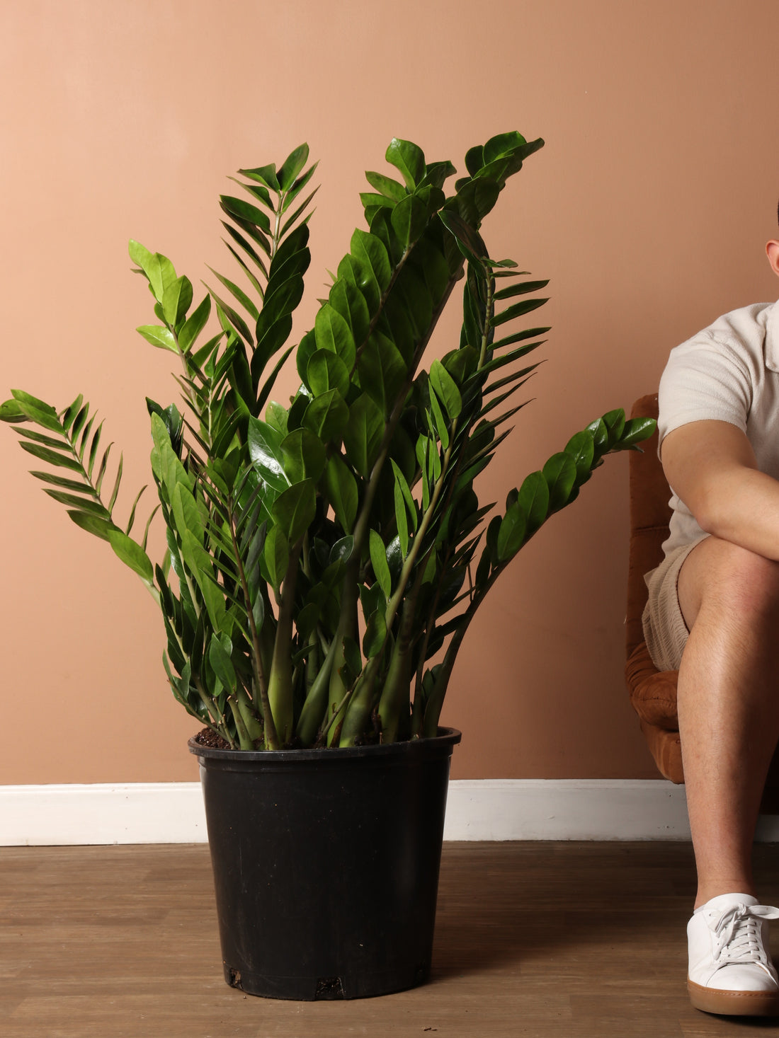 6-8ft ZZ Plant – Dahing Plants