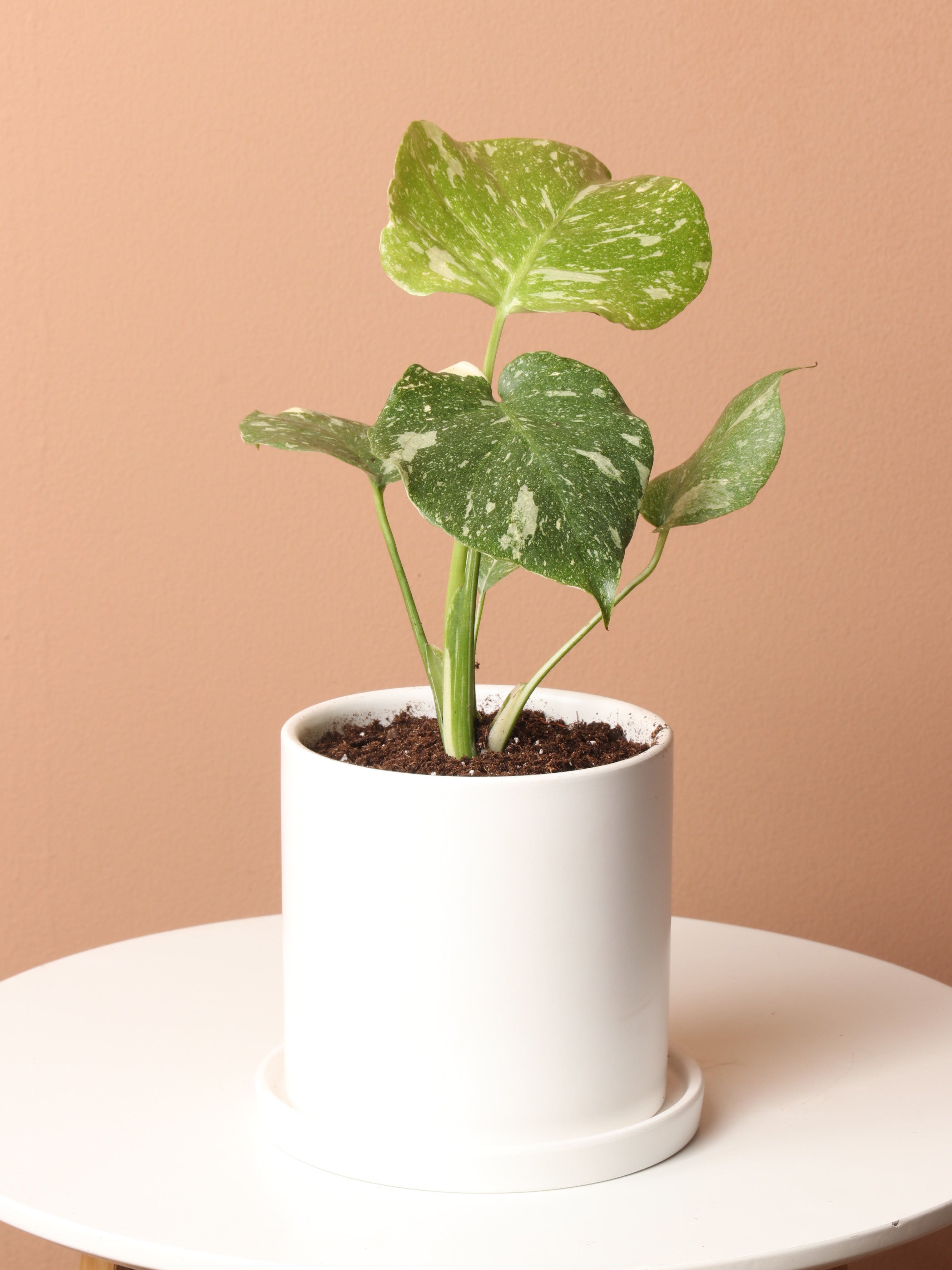 Small Monstera 'Thai Constellation' – Dahing Plants