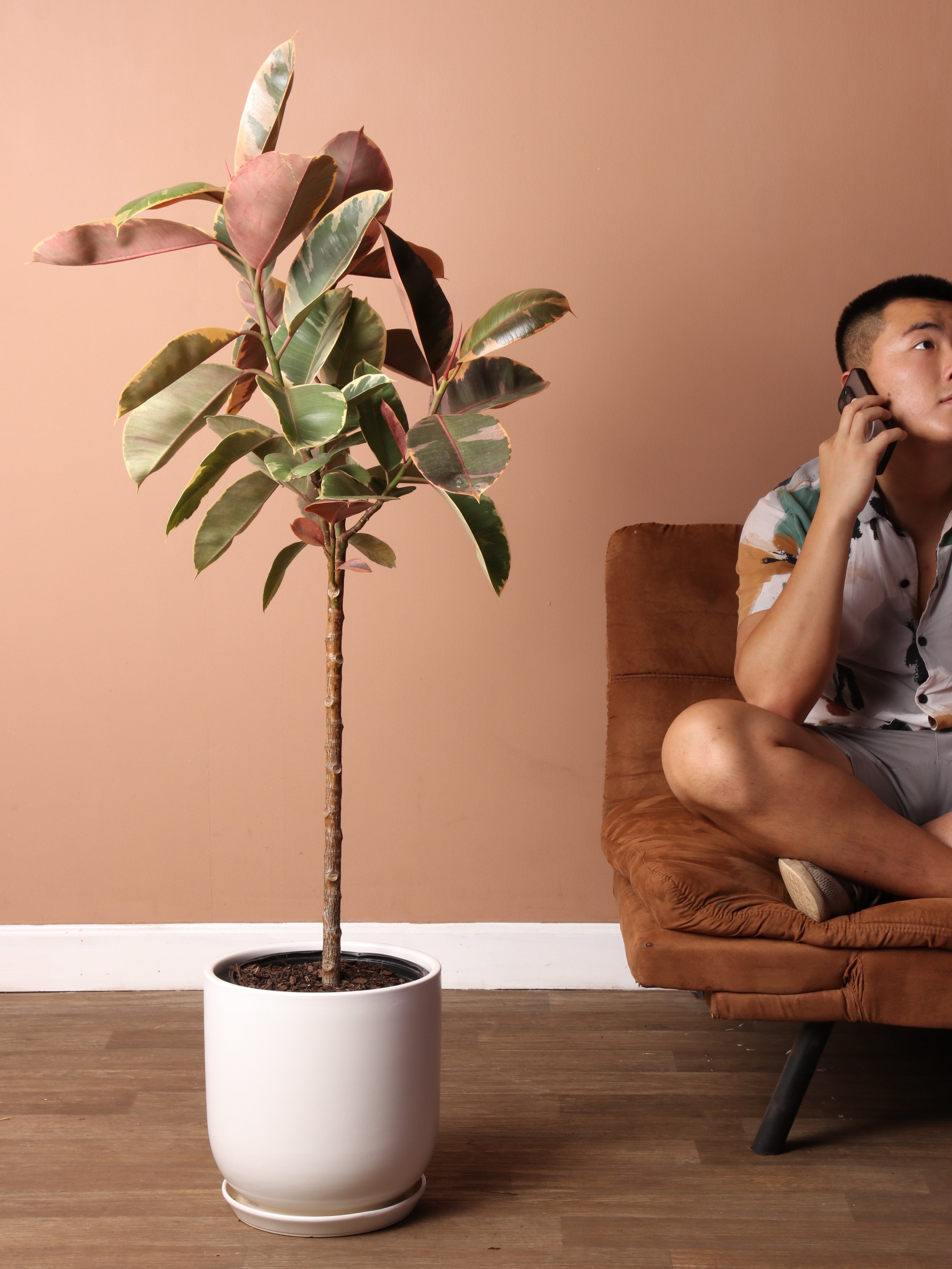 3-5 FT Ruby Rubber Tree Std – Dahing Plants