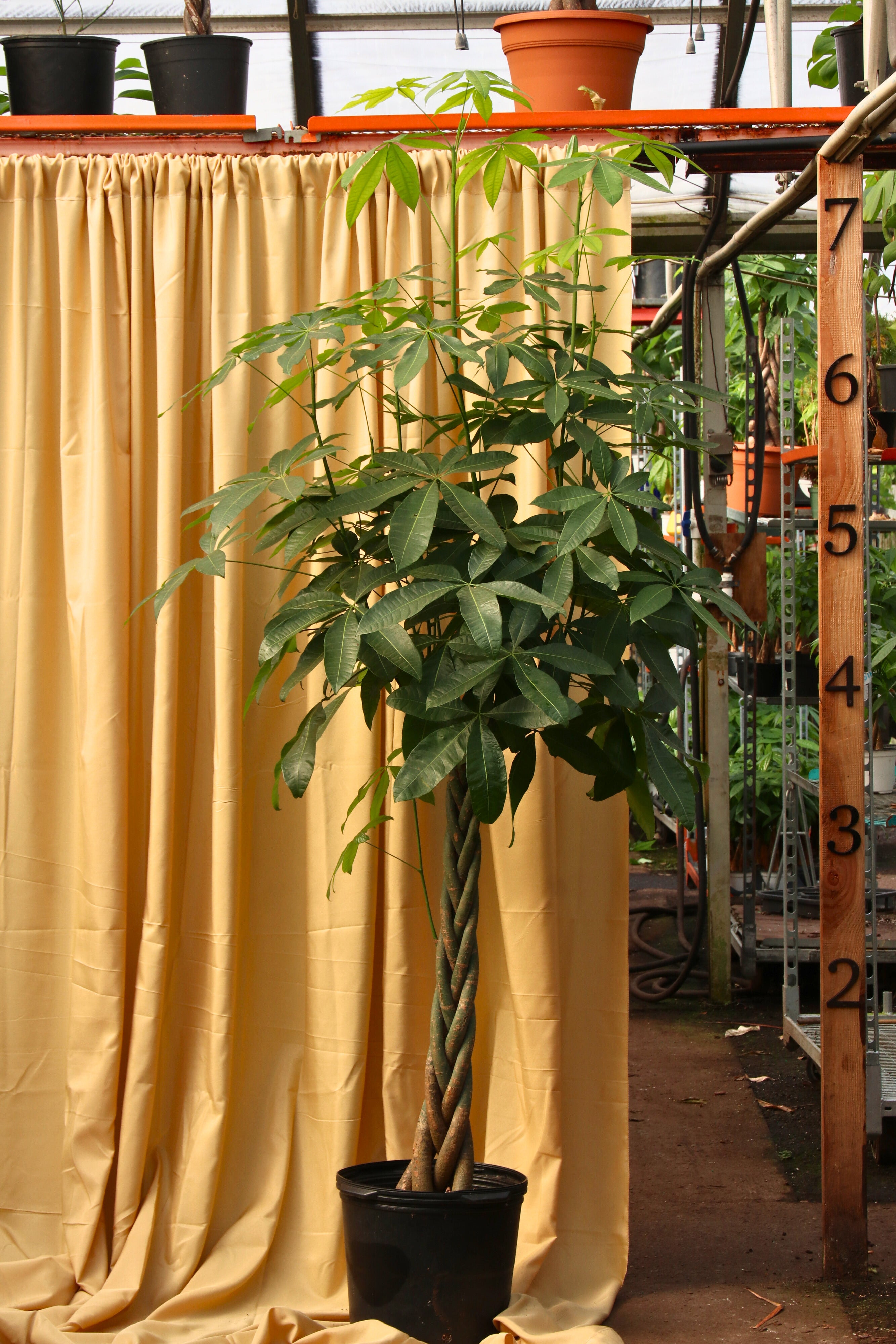 5-7ft Tall Money Tree – Dahing Plants