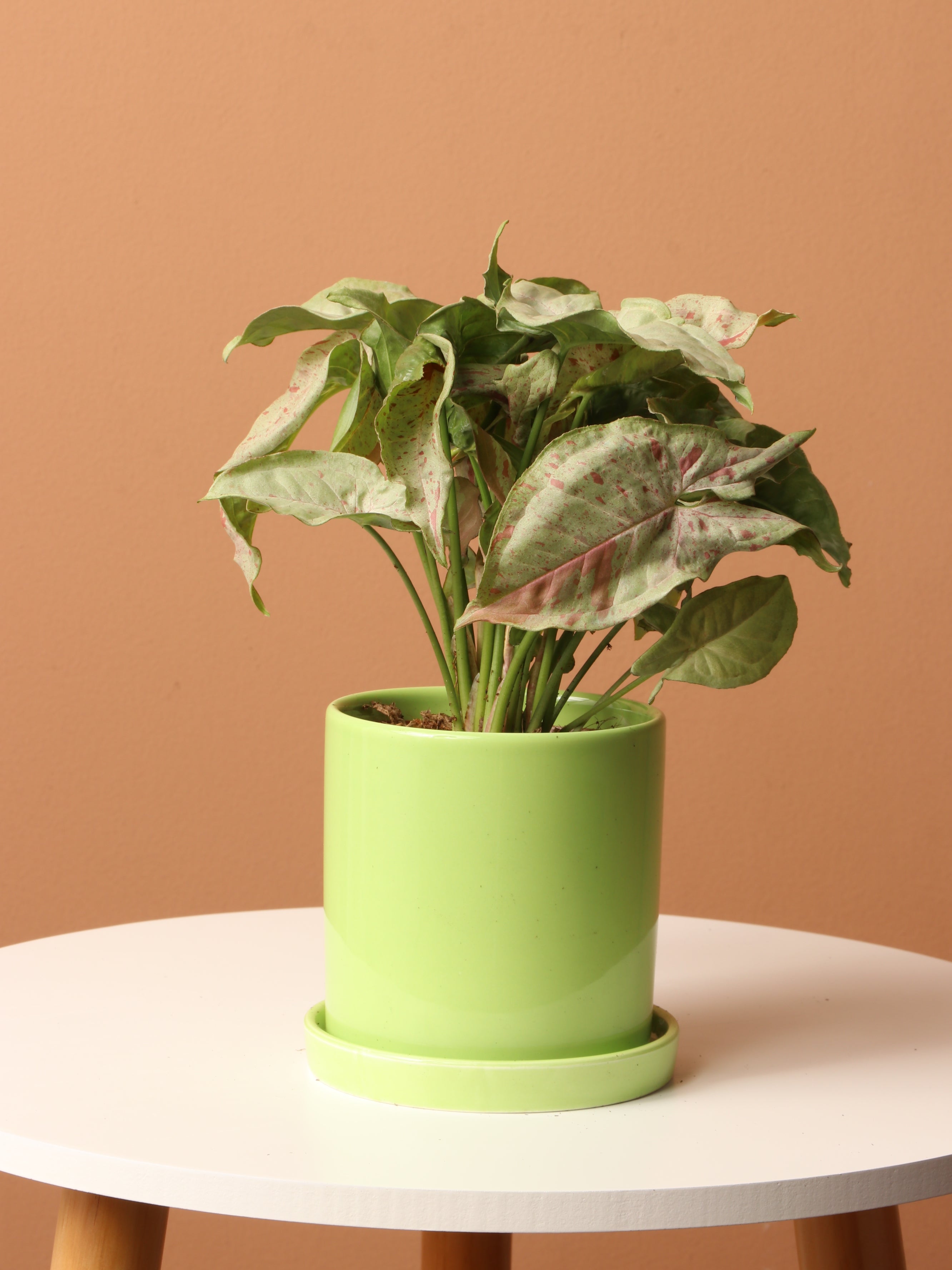 Medium Pink Arrowhead Syngonium 'Neon Robusta' – Dahing Plants