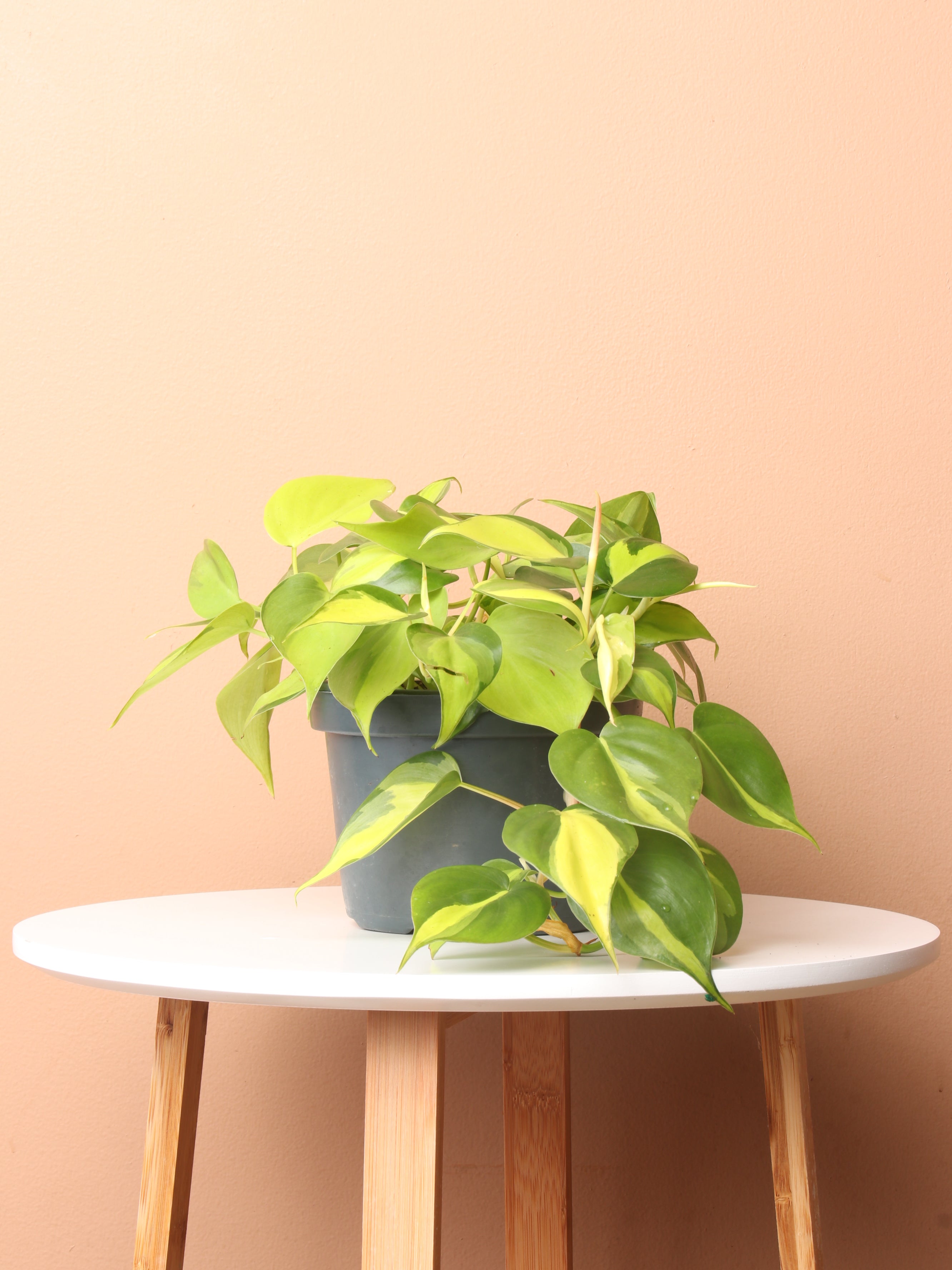 Medium Potted Philodendron 'Brasil' | Pafe Plants – Dahing Plants
