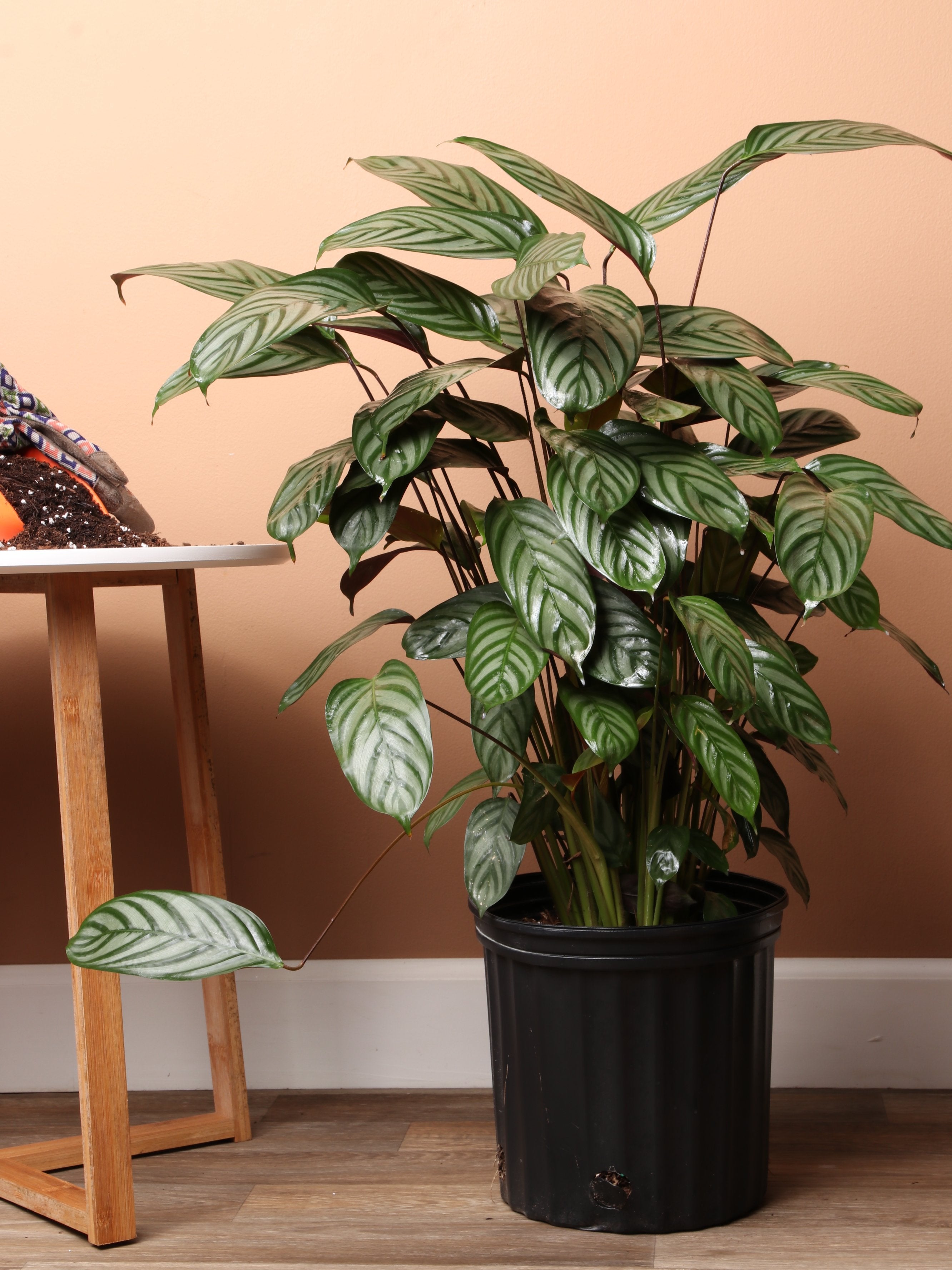 3-5 FT Calathea Setosa – Dahing Plants