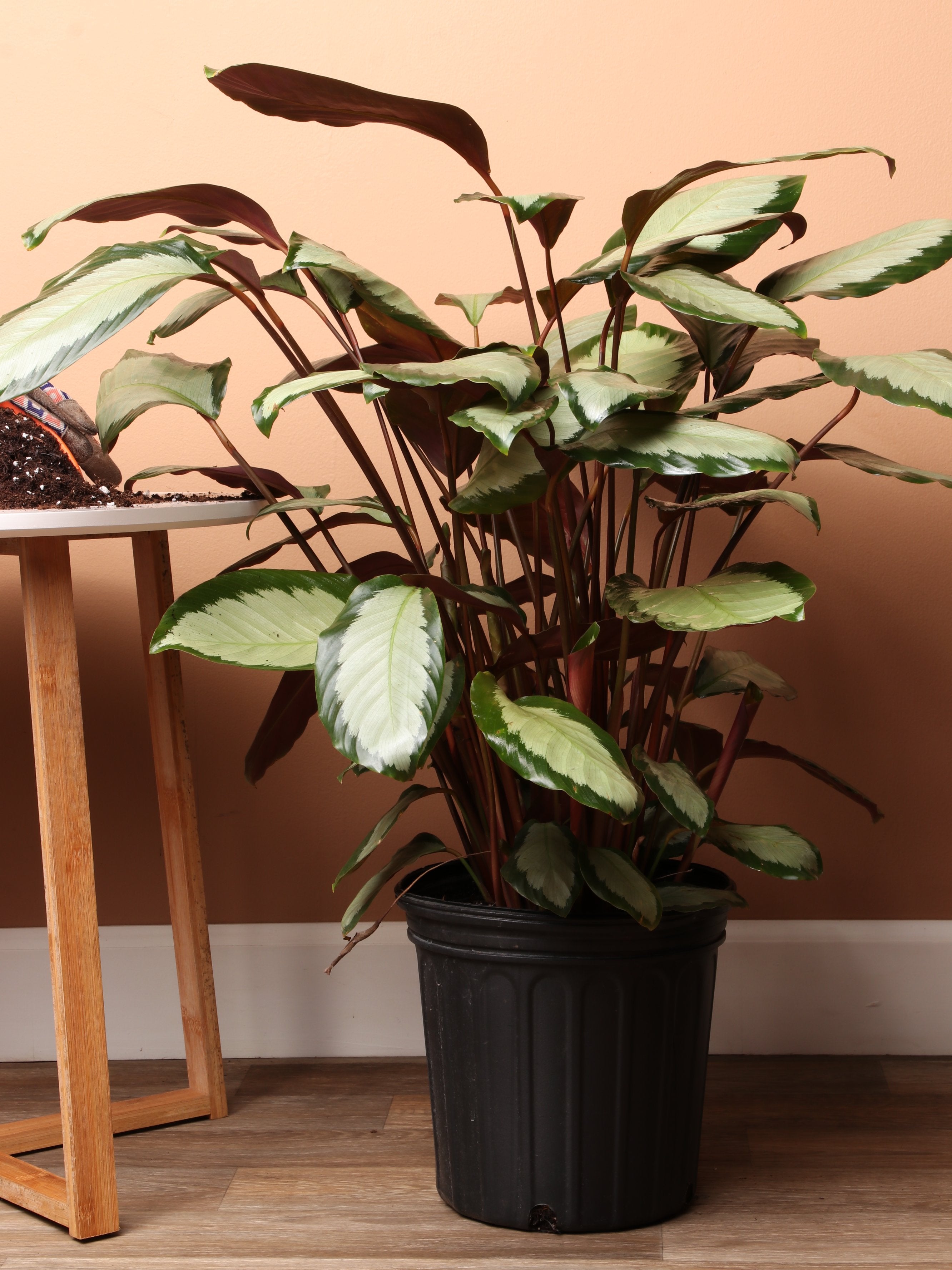 3-5 FT Calathea Picturata – Dahing Plants