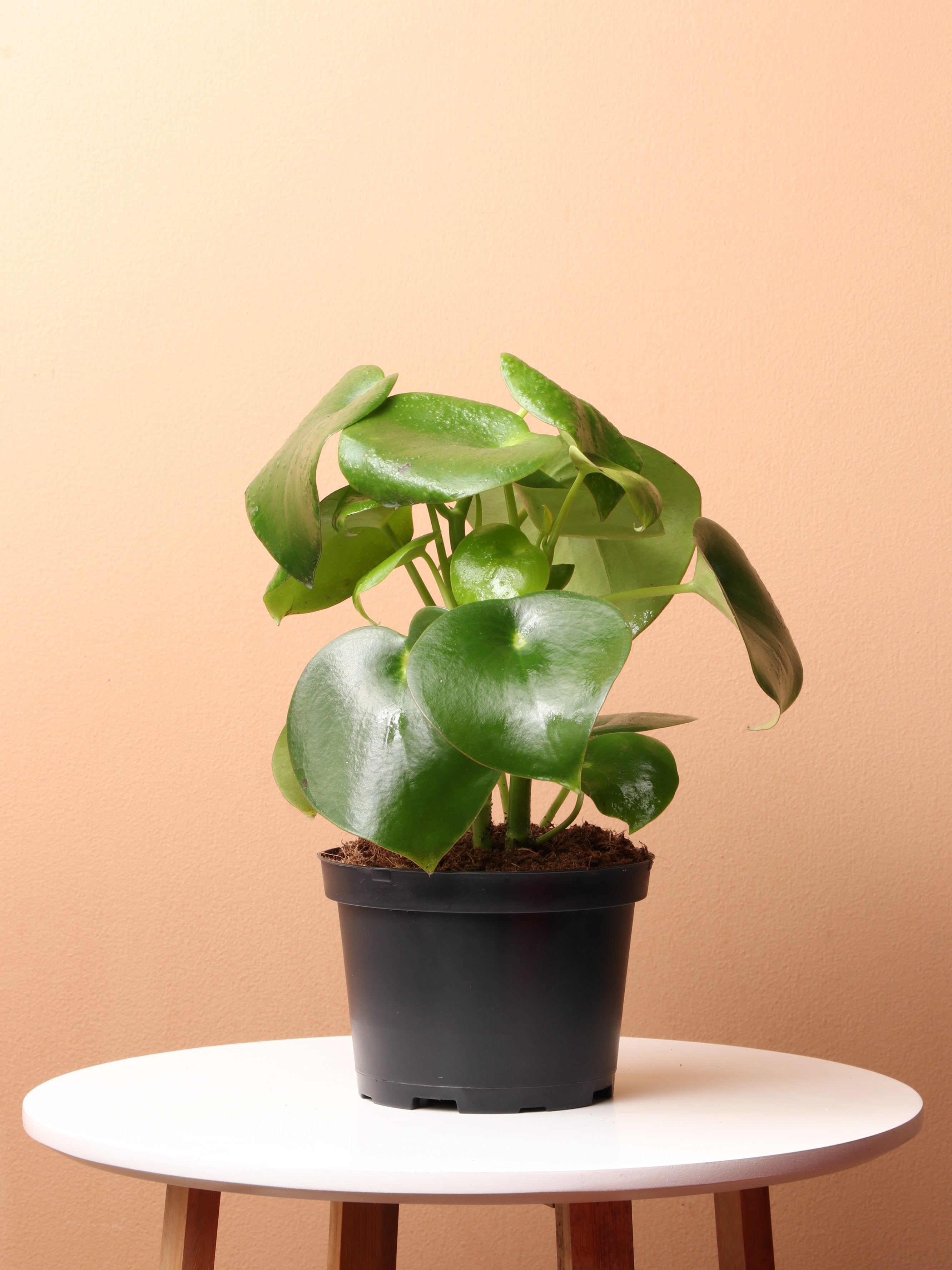 Medium Peperomia Polybotrya (raindrop peperomia) – Dahing Plants