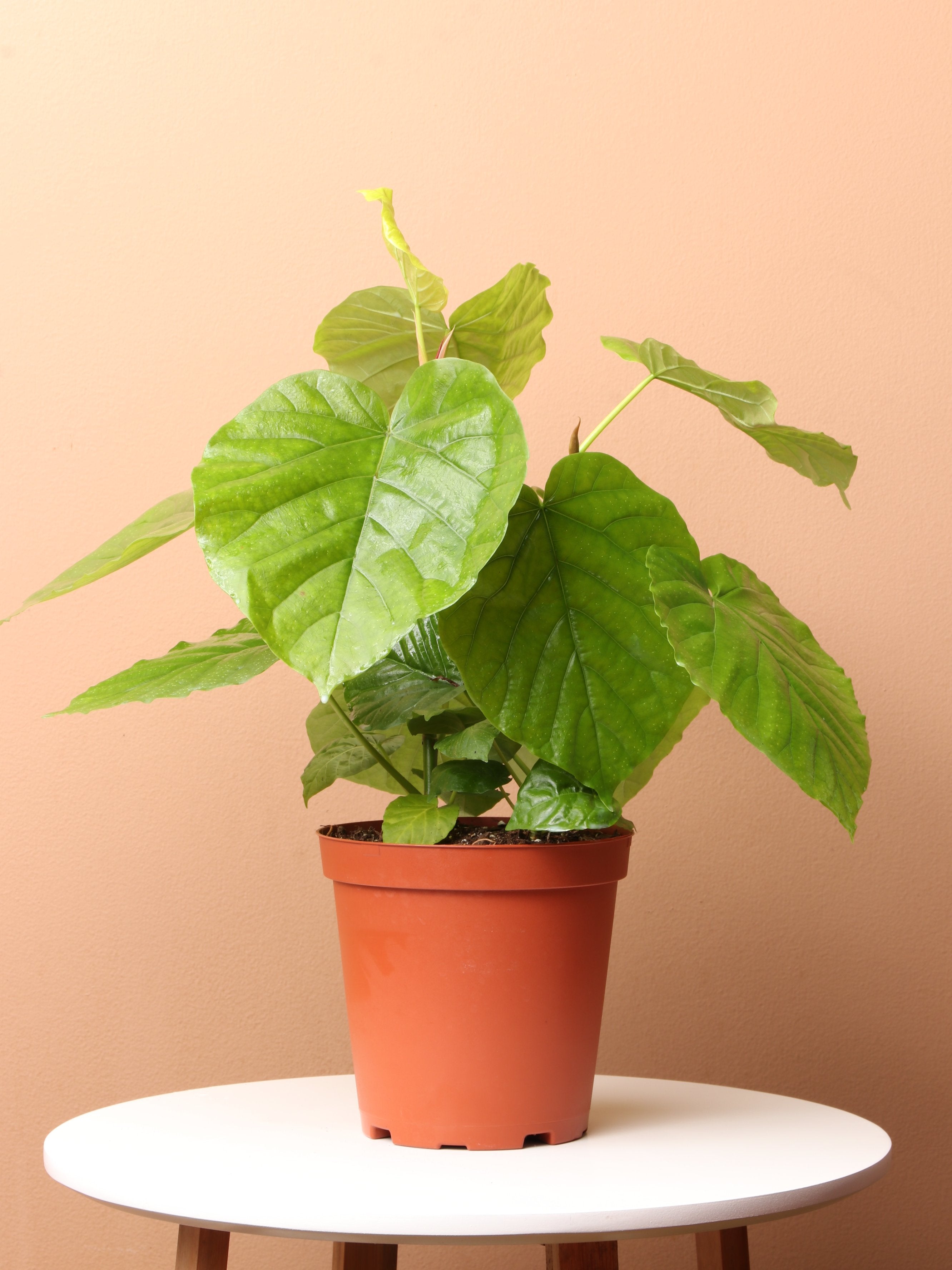 Medium Ficus Umbellata – Dahing Plants