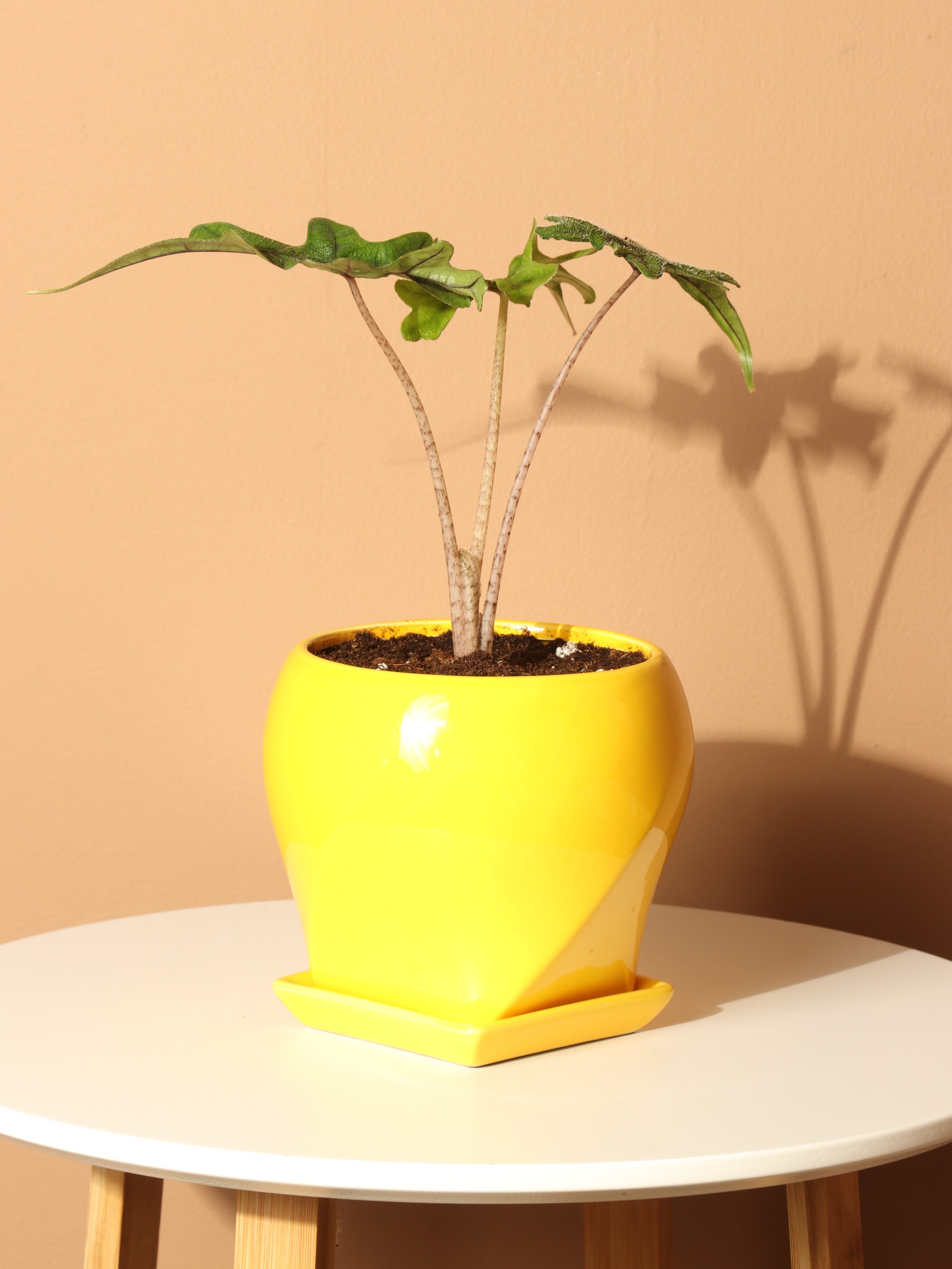 Small Alocasia Jacklyn – Dahing Plants