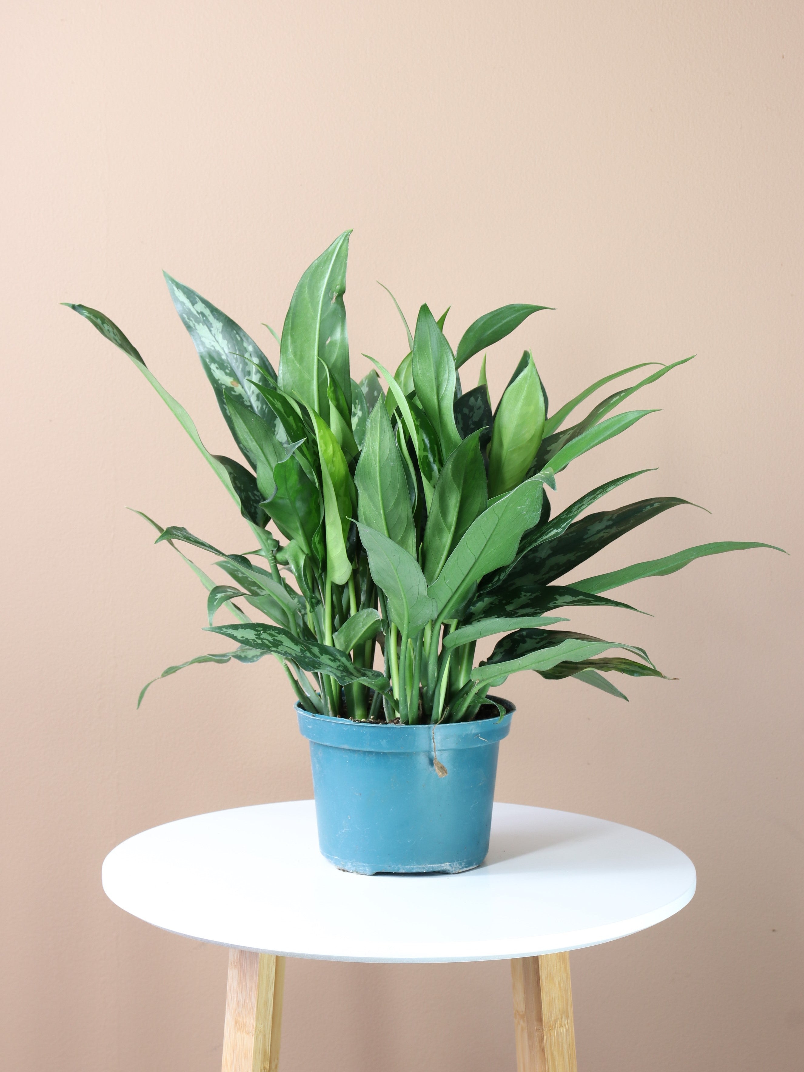 Medium Aglaonema 'cutlass' – Dahing Plants