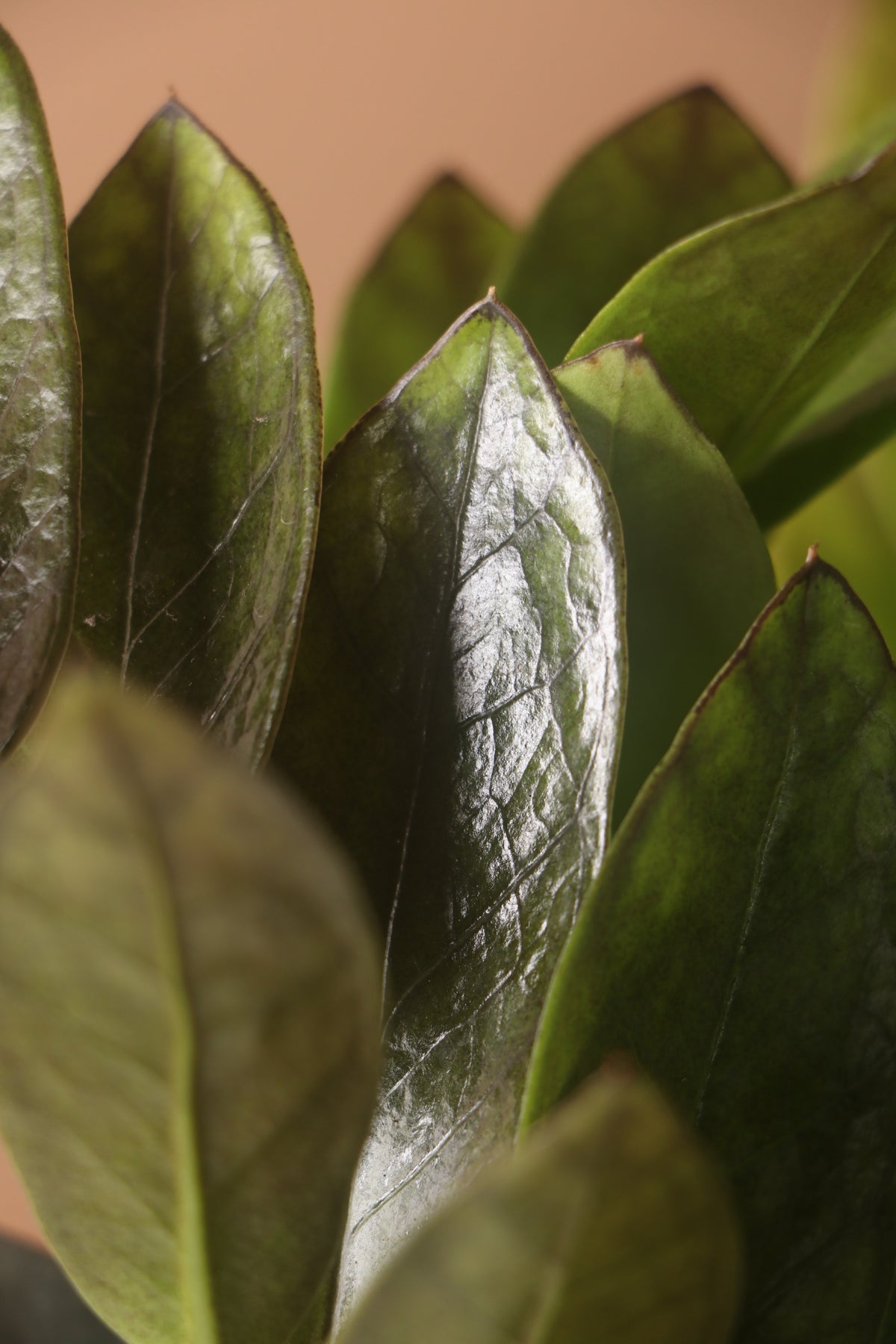 3-5 FT Black Raven ZZ Plant Delivered Next Day | NYC, NJ, CT, Boston ...