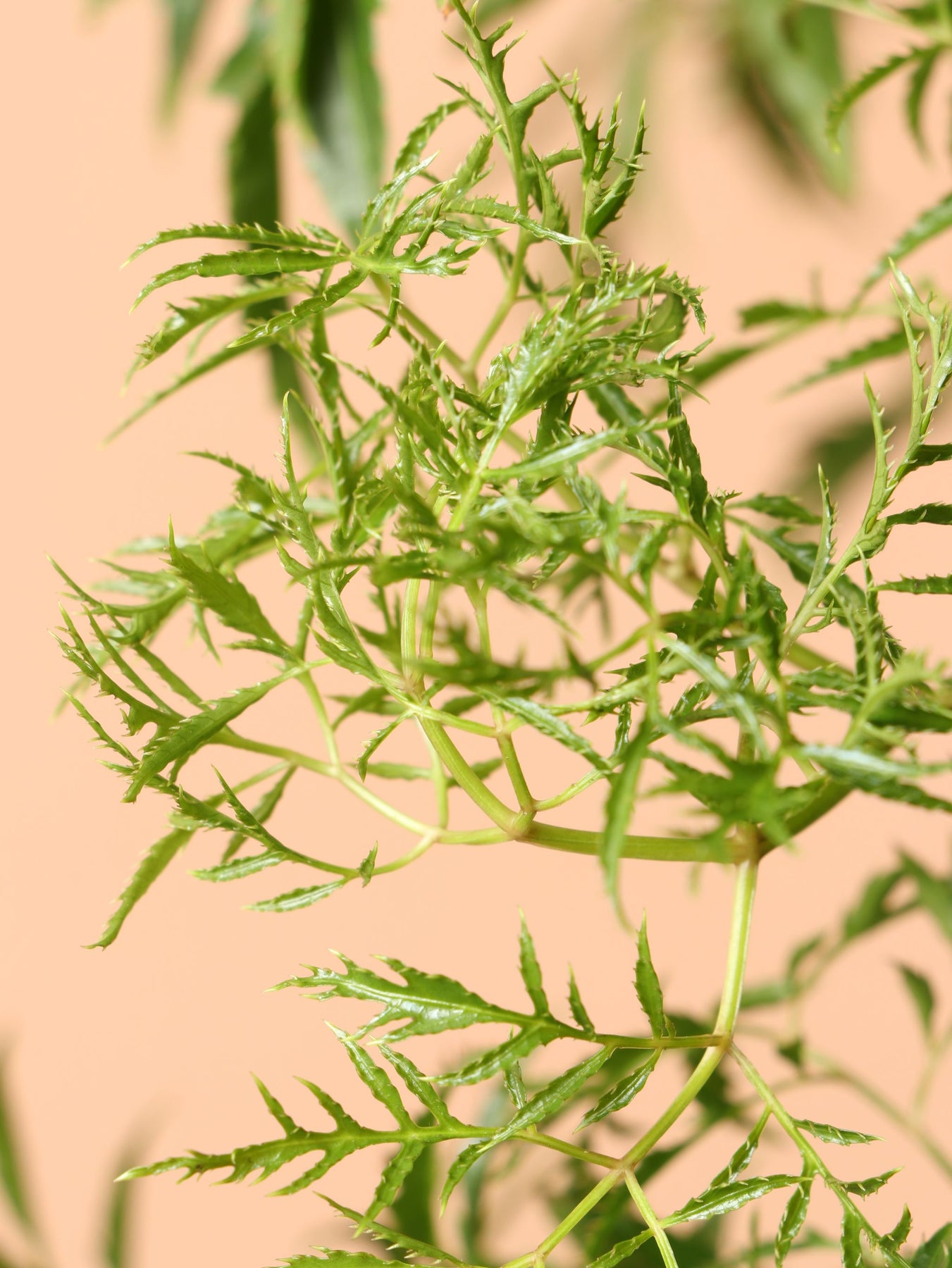 Ming Aralia Floor Plants Delivered Tomorrow To NYC, NJ, CT, Boston ...