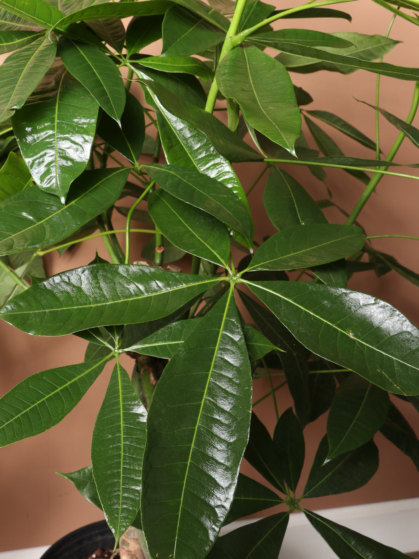 3-5 FT Money Tree- NYC, NJ, CT, Boston, Providence, Washington DC ...