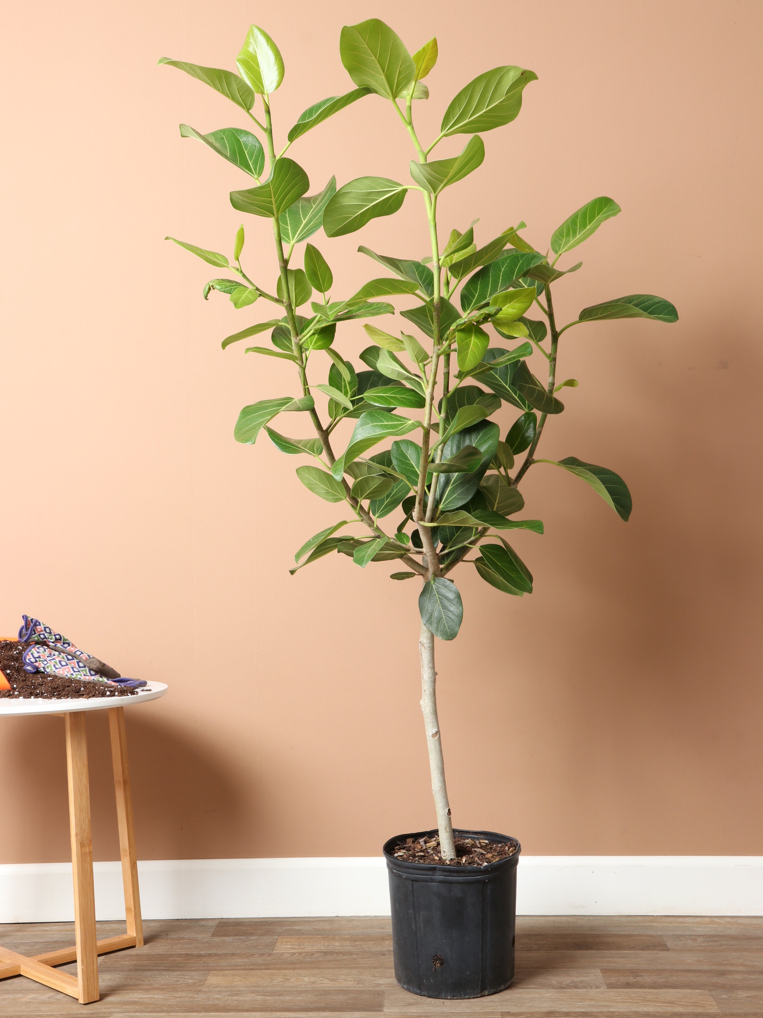 3-5 FT Audrey Ficus Std – Dahing Plants