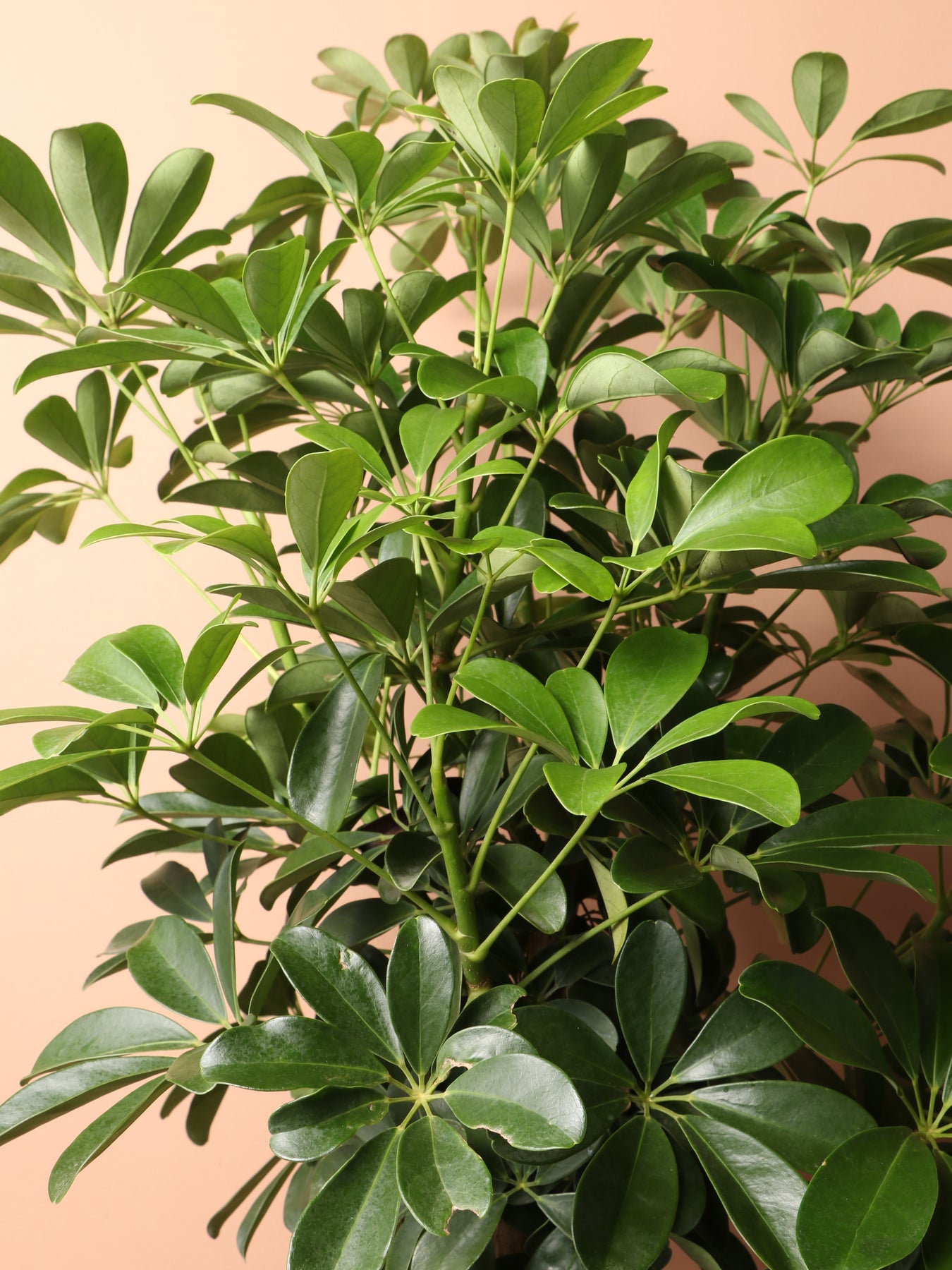 giant schefflera