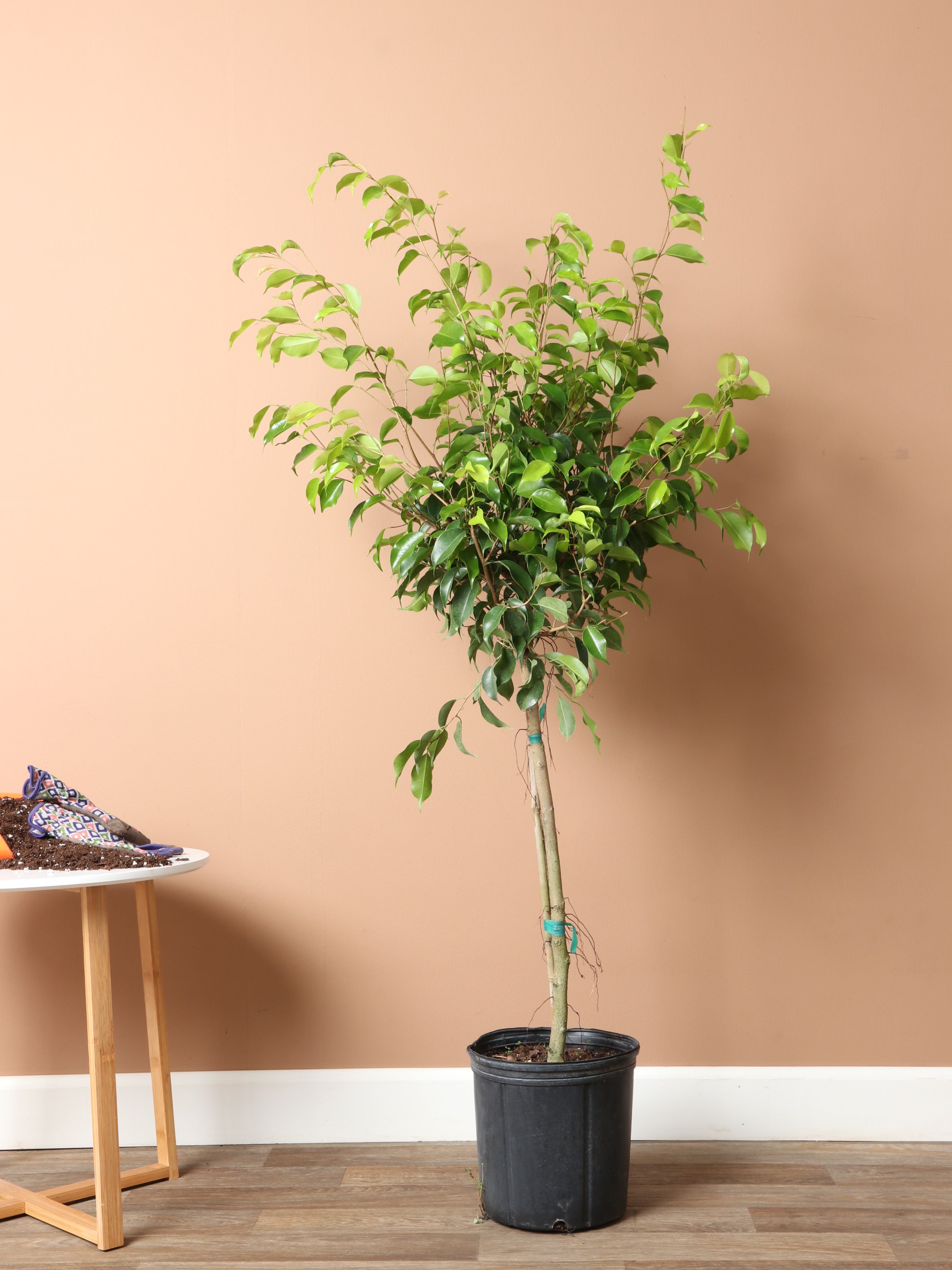 Ficus Benjamina