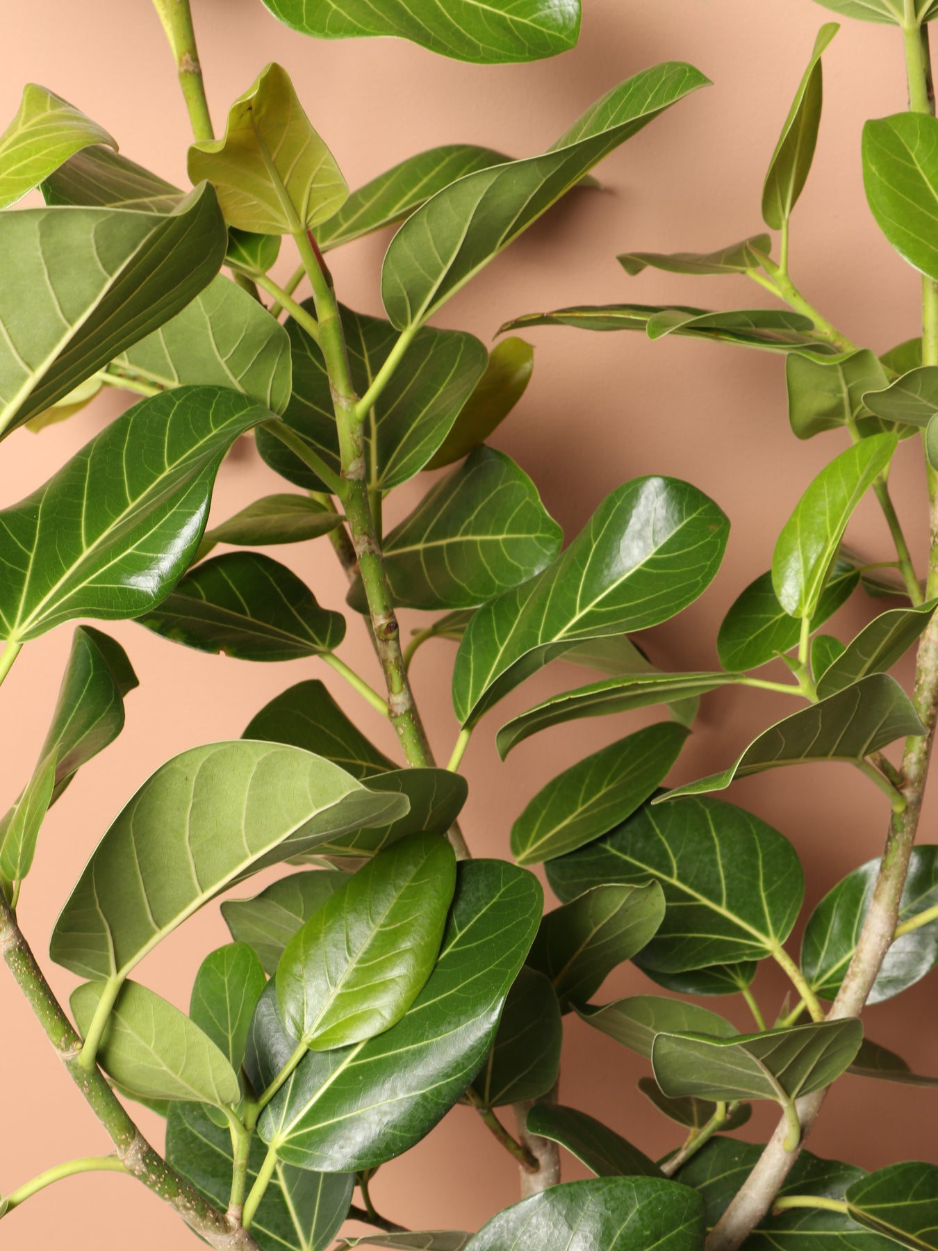 3-5 FT Audrey Ficus Std – Dahing Plants