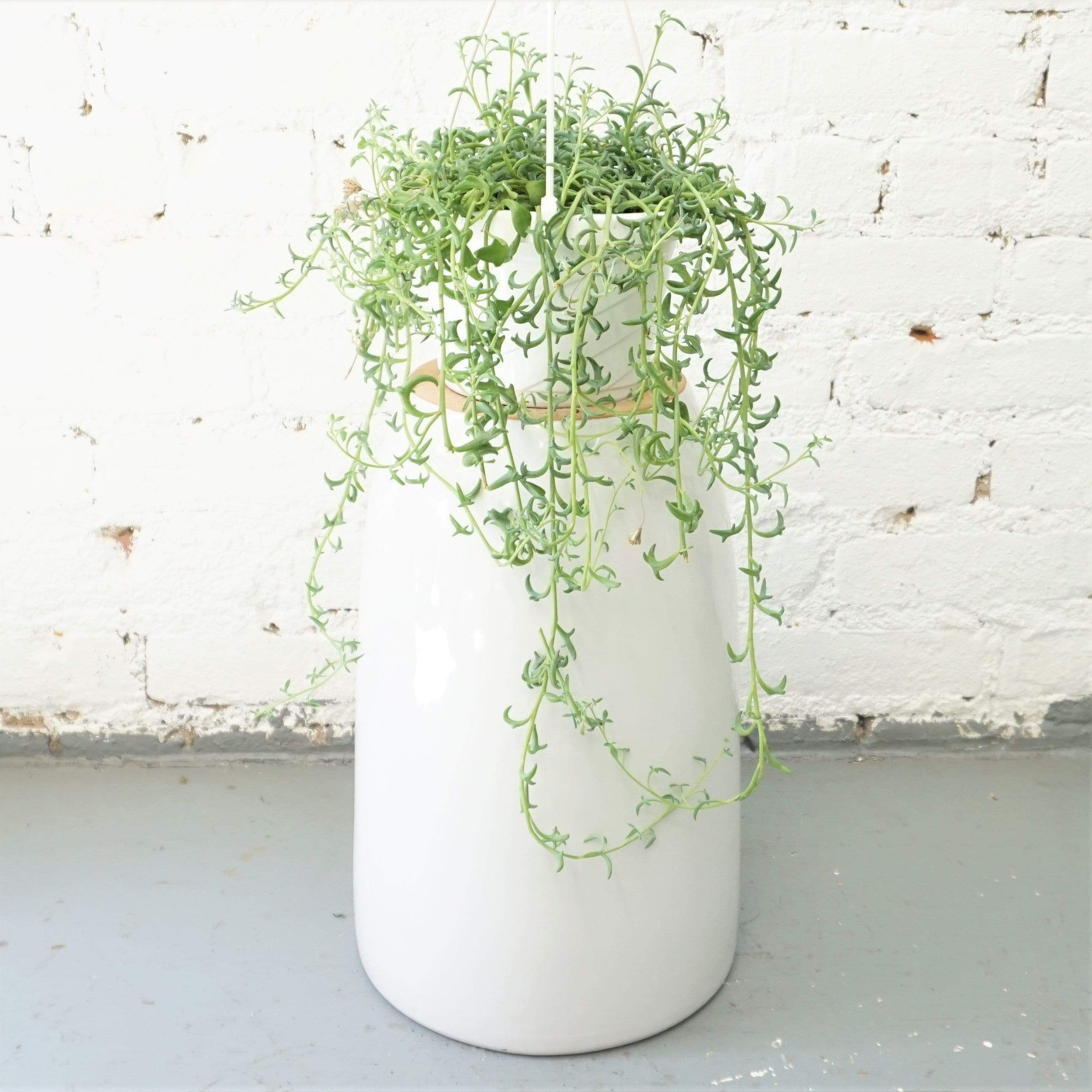 Hanging String Of Dolphins Succulent Vine – Dahing Plants