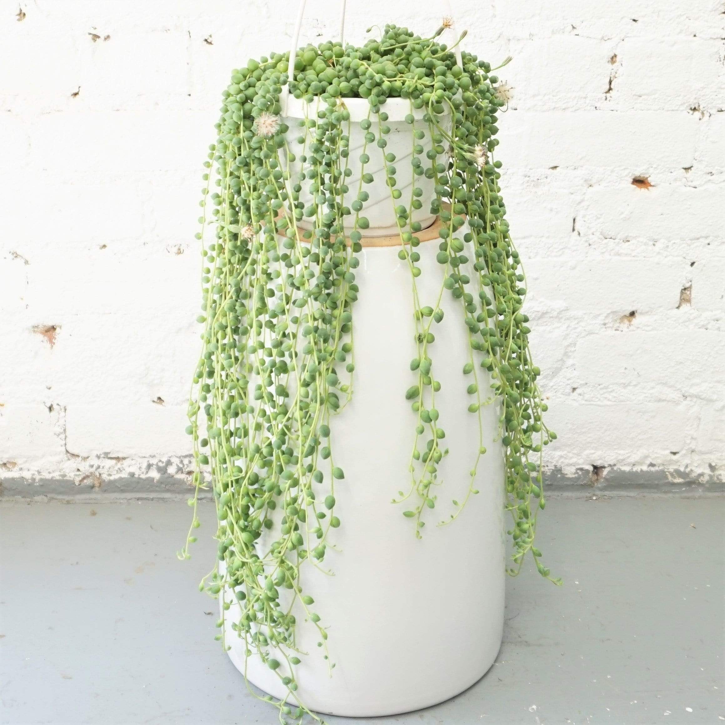 Hanging String Of Pearls Succulent Vine – Dahing Plants