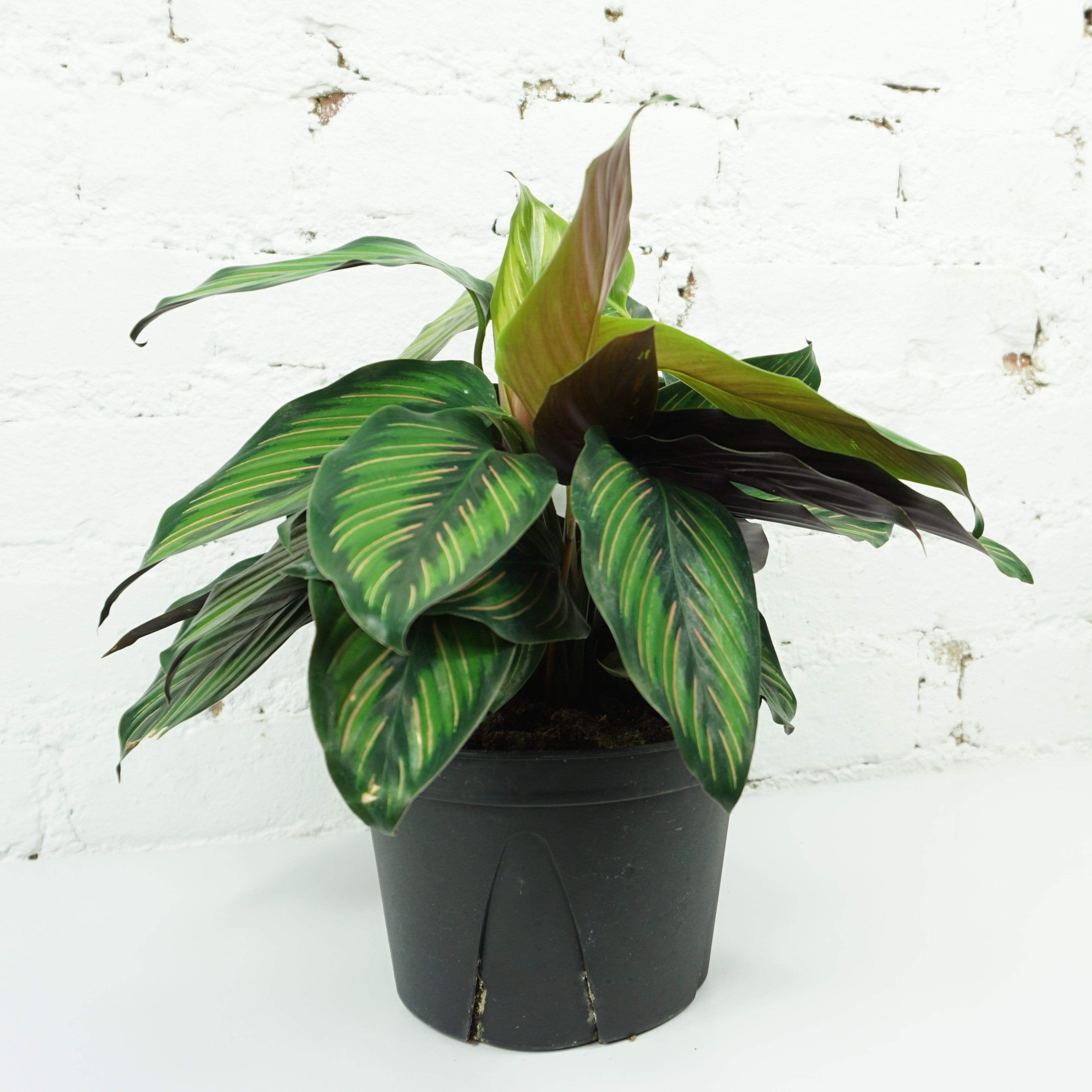 Medium Calathea 'Beauty Star' – Dahing Plants