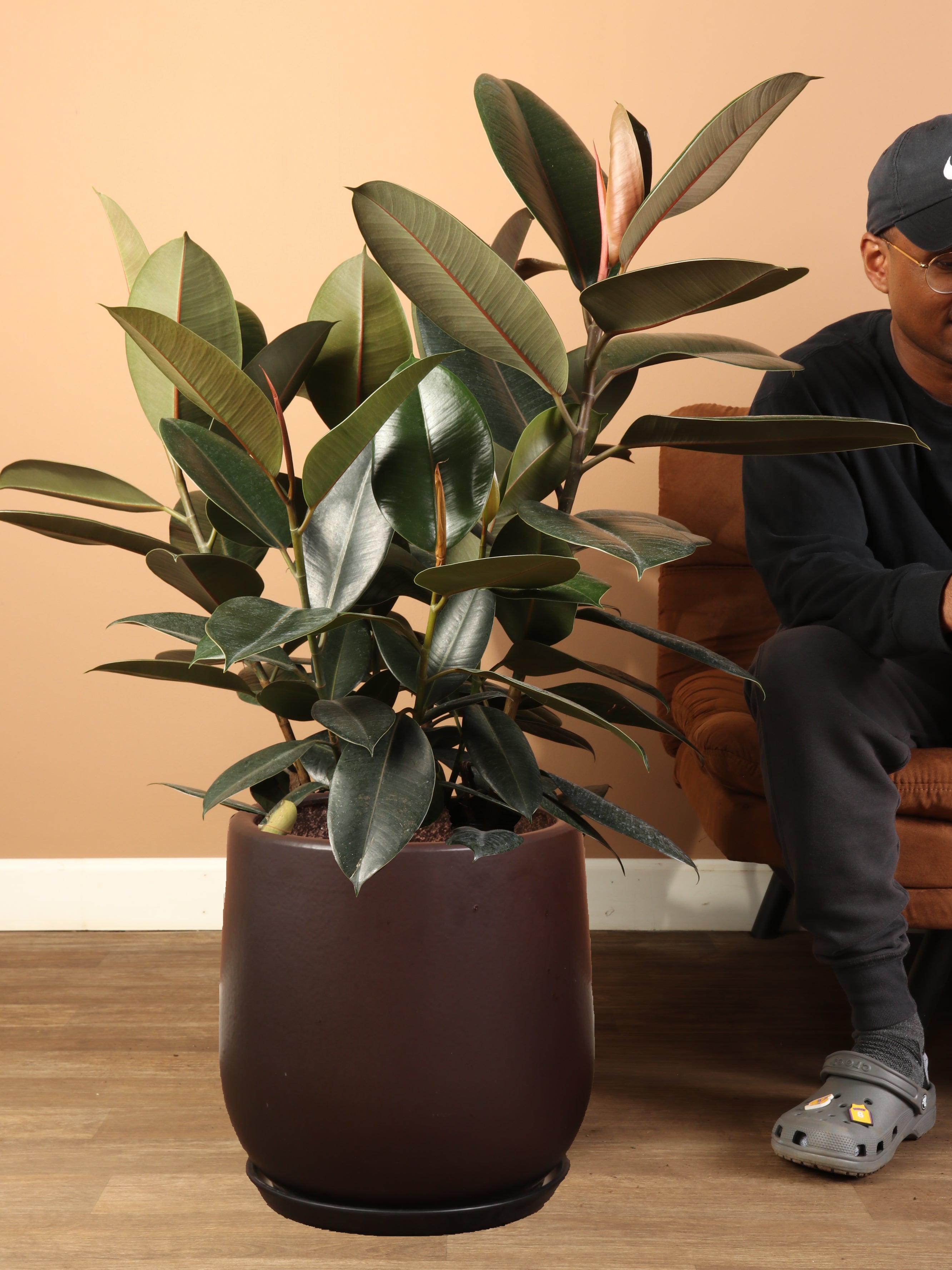 6-8ft Rubber Tree Bush – Dahing Plants