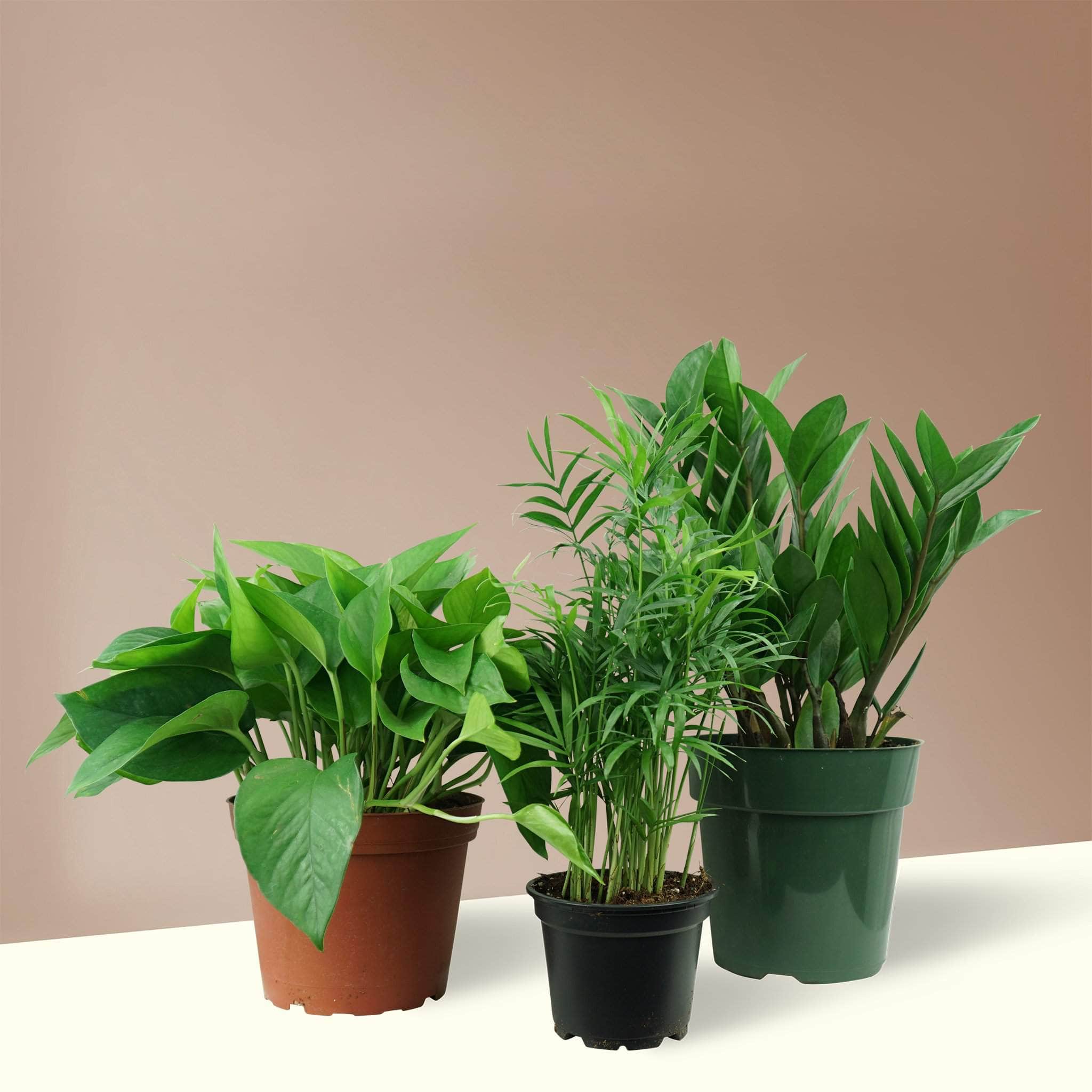 Indoor Low-Light Plant Trio | Plants That Live on Less Light – Dahing ...