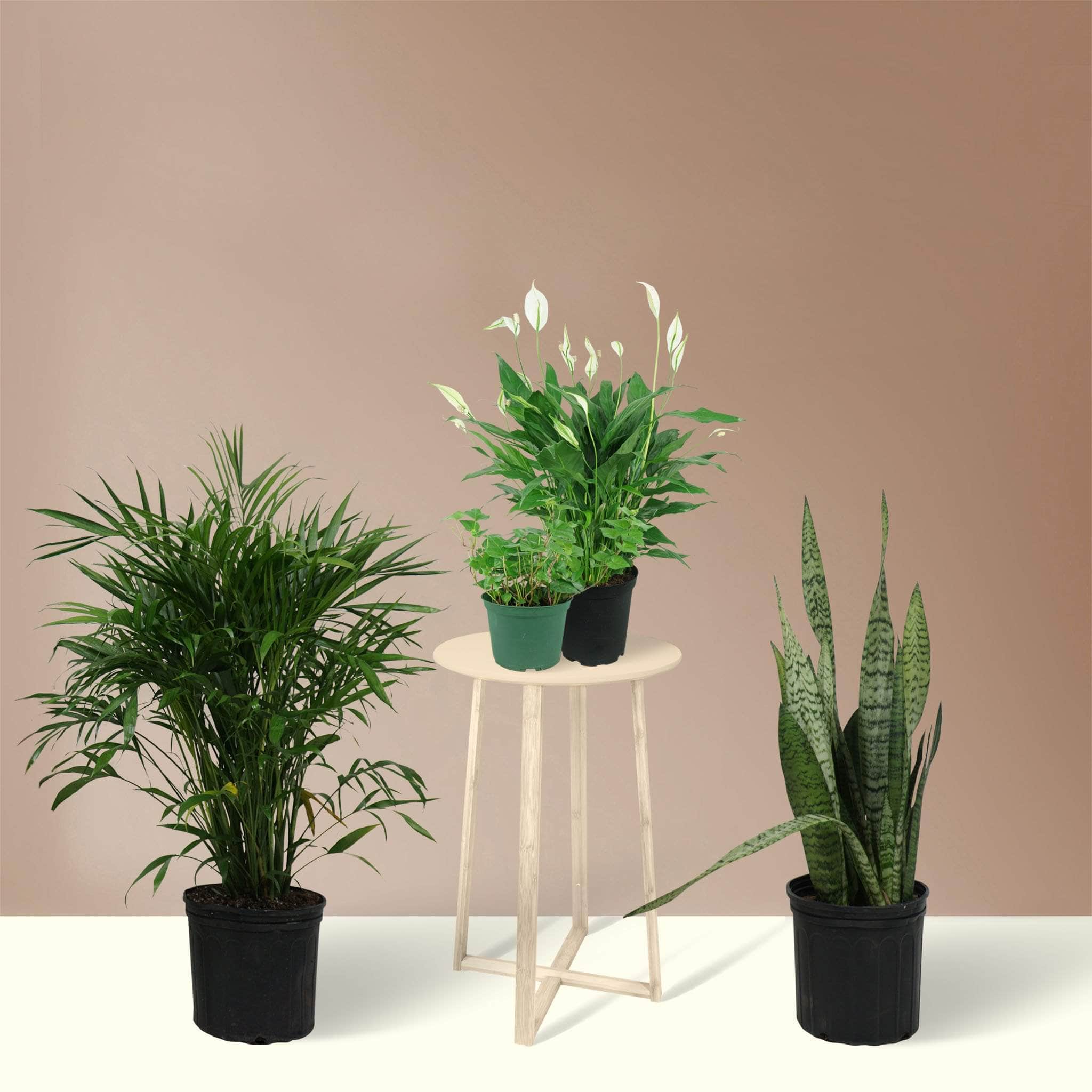 New Place Filler Pack – Dahing Plants
