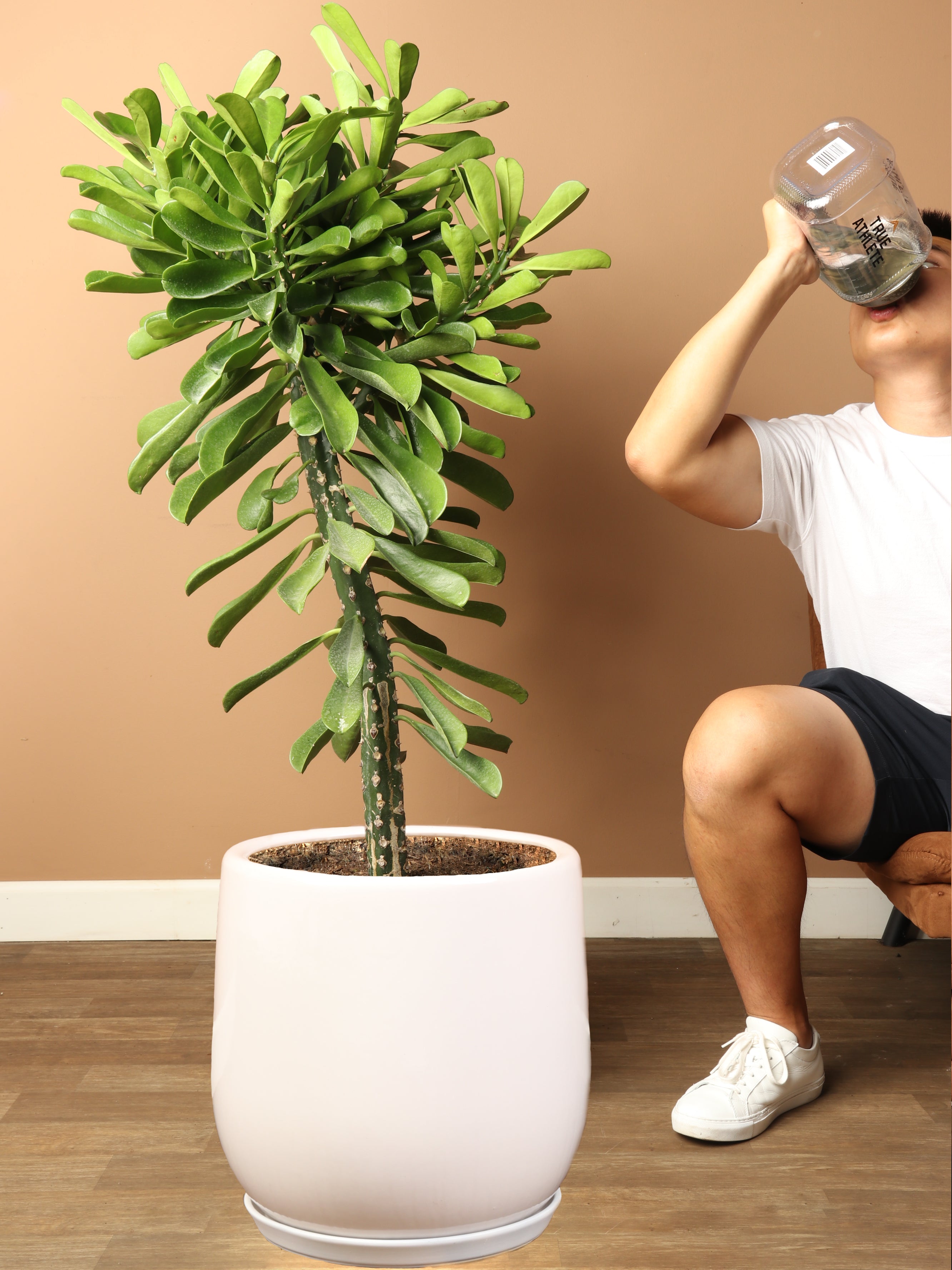 6-8ft Euphorbia Drupifera – Dahing Plants