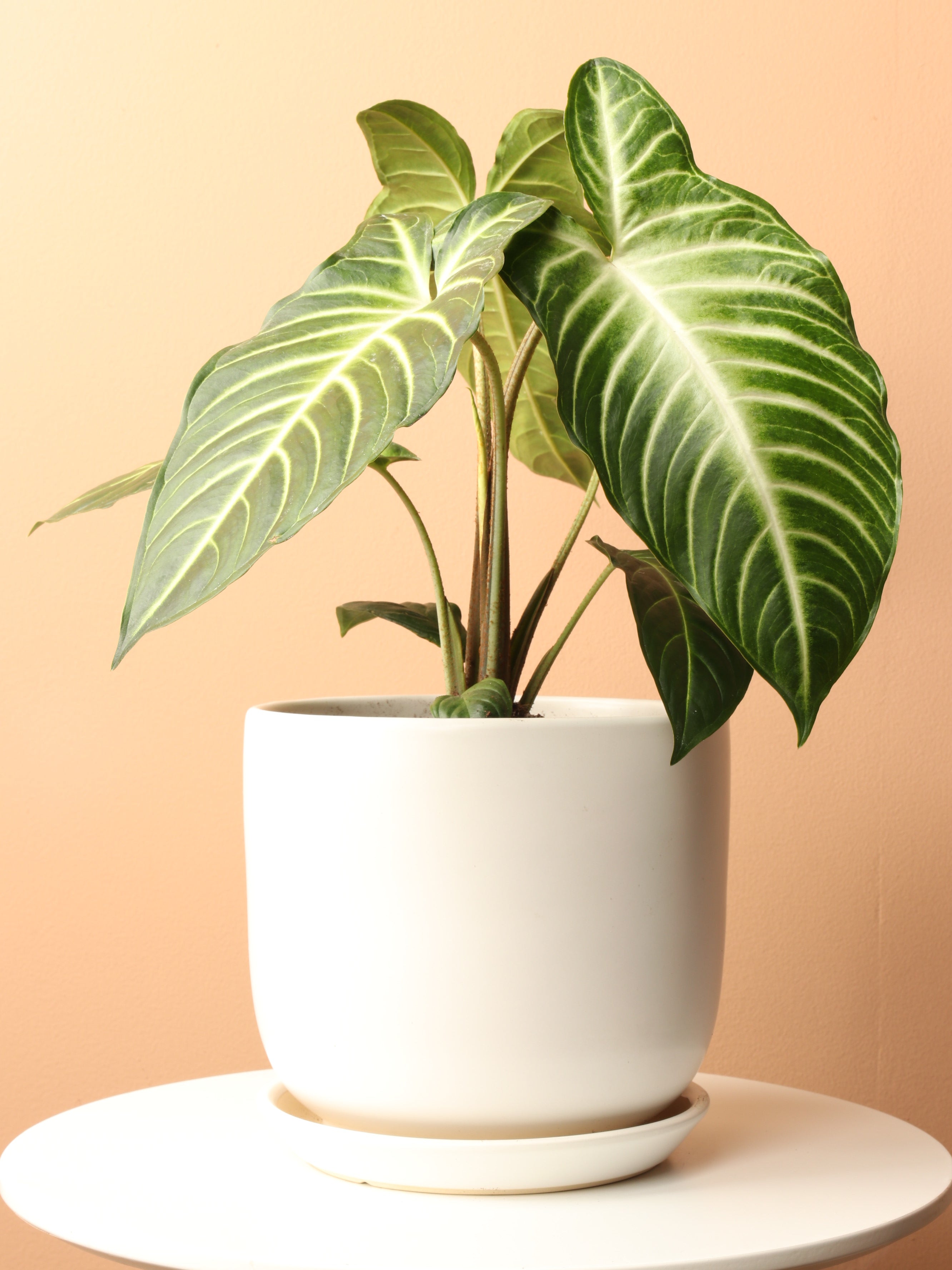 Medium Caladium Lindenii – Dahing Plants