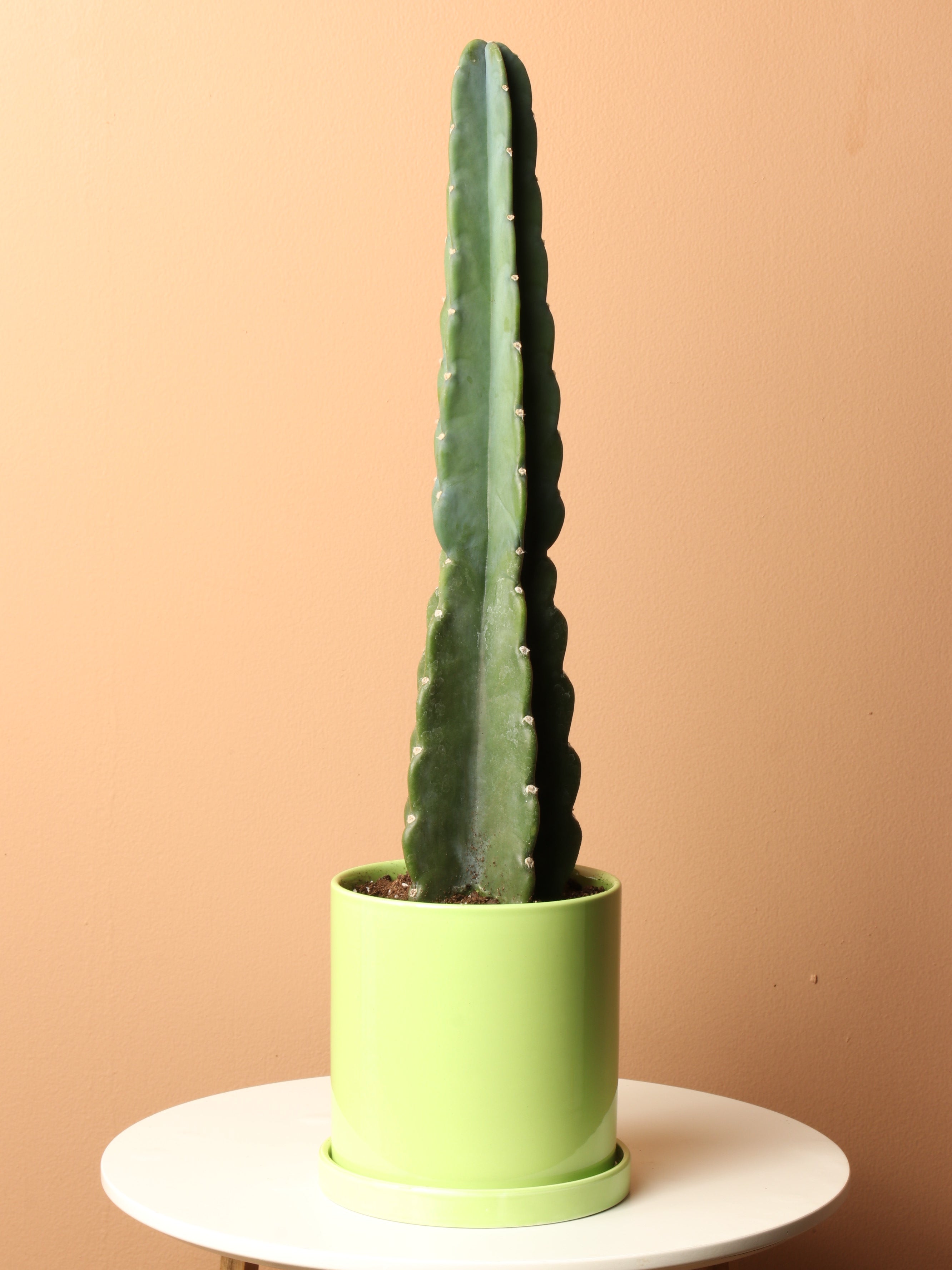 Small Peruvian Cactus – Dahing Plants