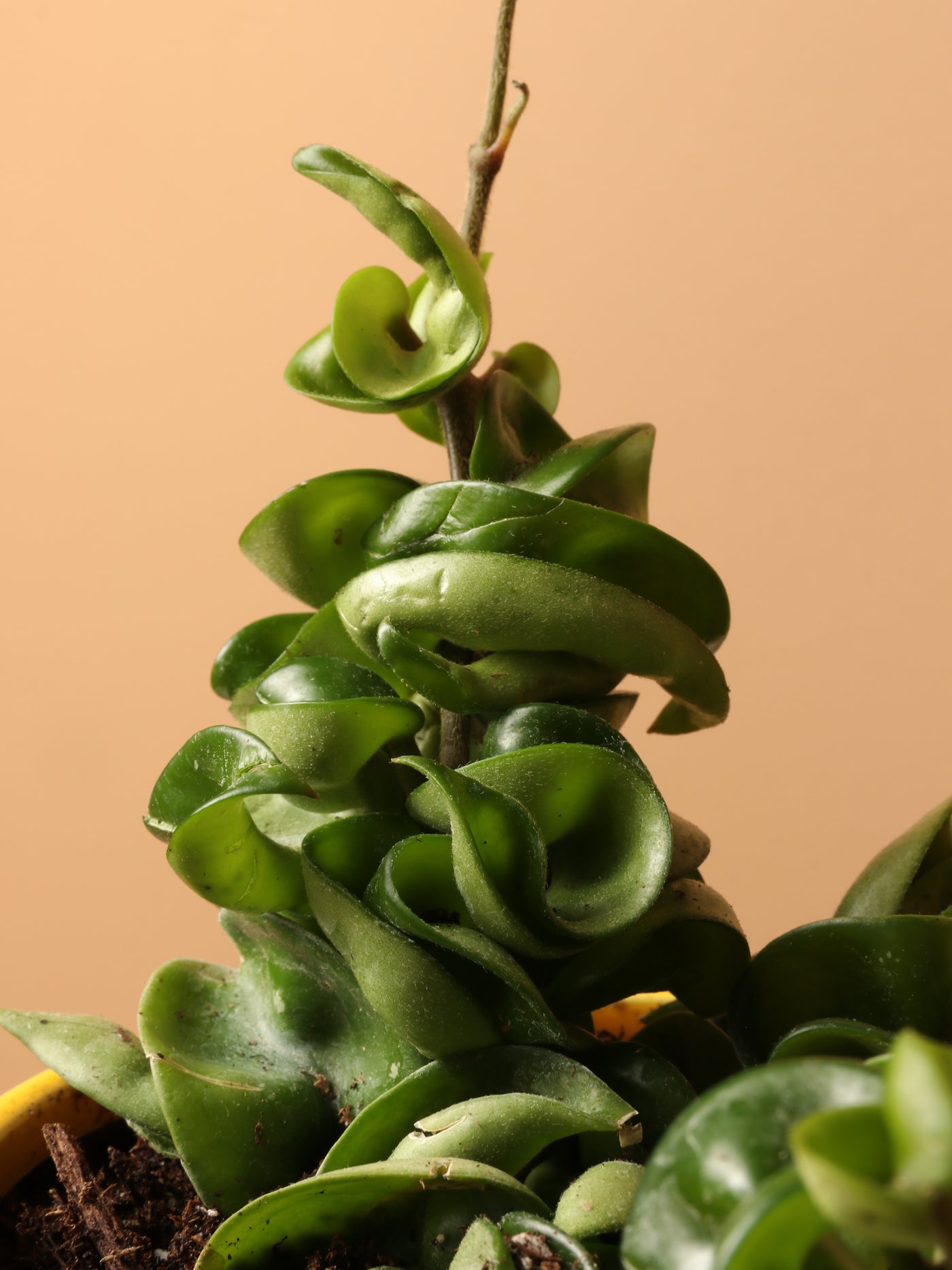 Small Hoya Hindu Rope – Dahing Plants