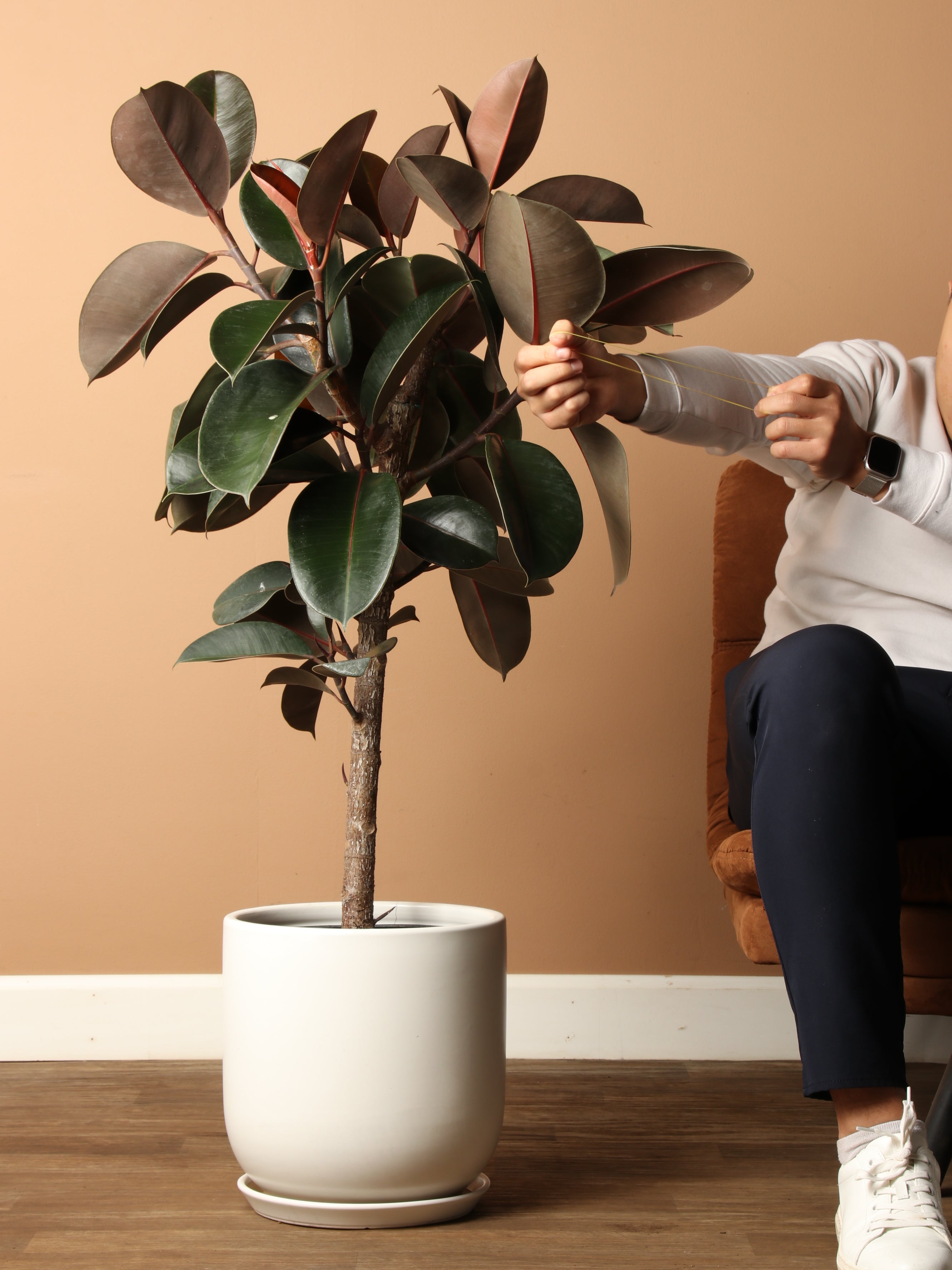3-5 FT Rubber Tree Std – Dahing Plants