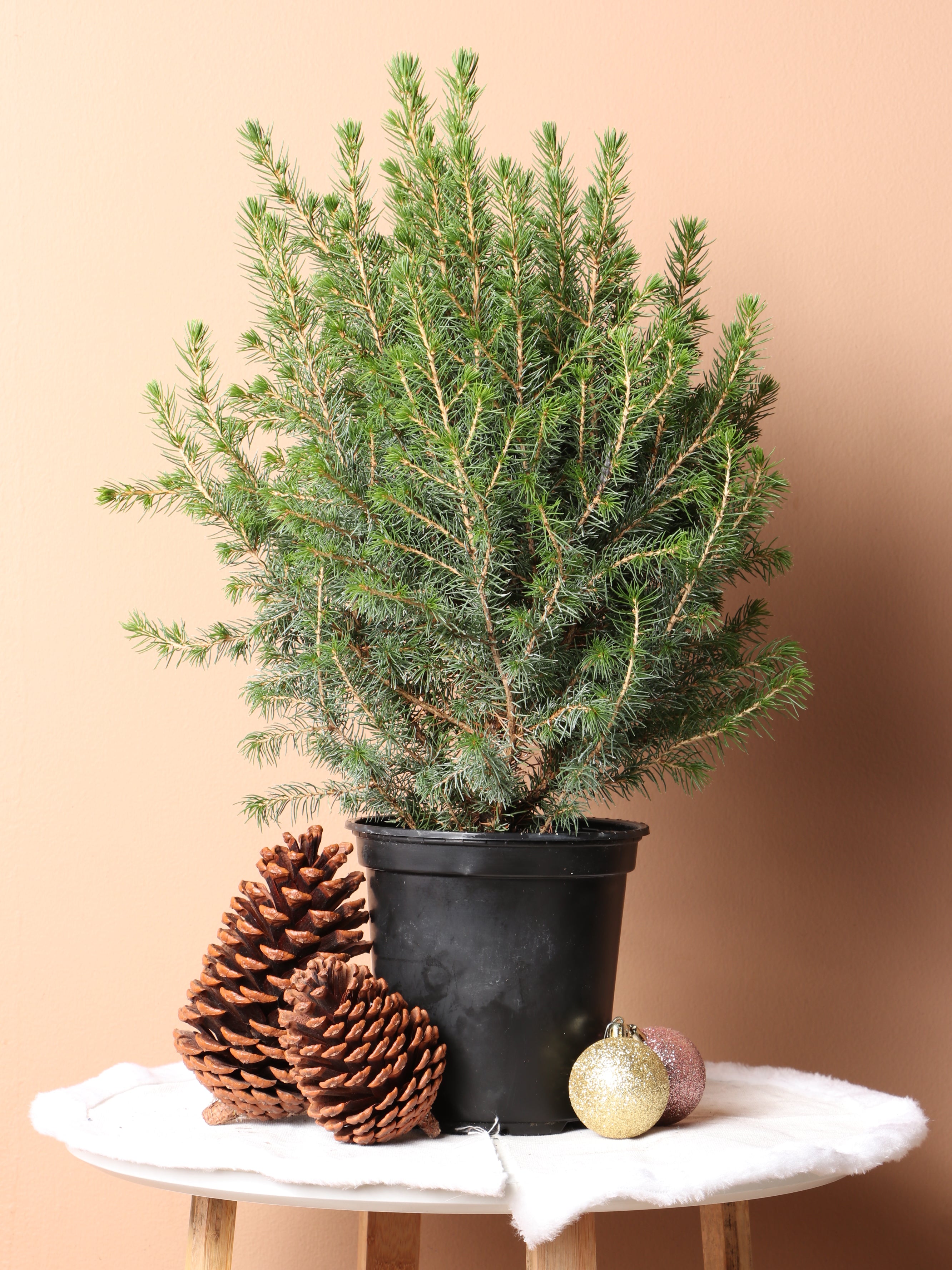 Medium Christmas Tree (Spruce) – Dahing Plants