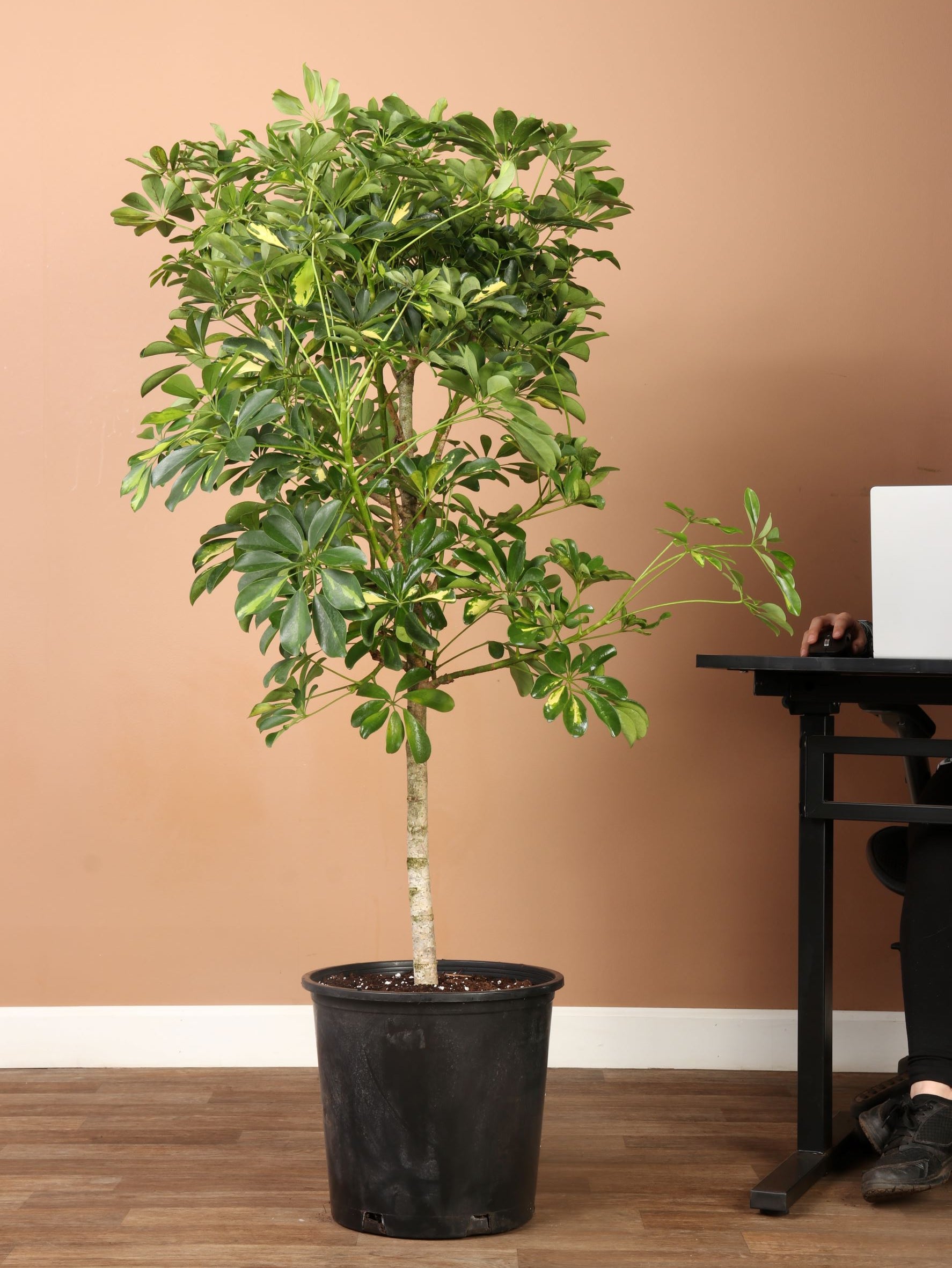 6-8ft Schefflera Arboricola Variegated – Dahing Plants