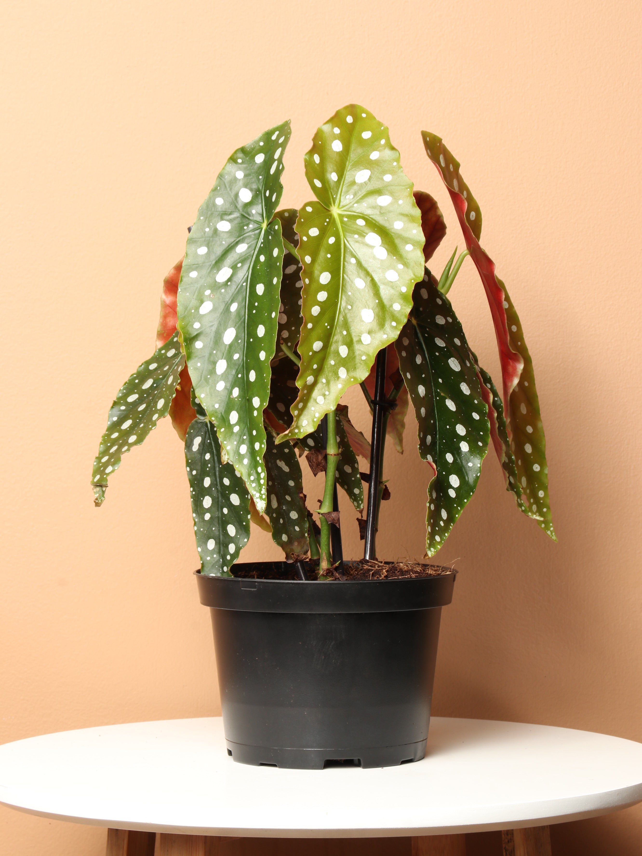 Medium Begonia 'maculata' (Angel Wings) – Dahing Plants