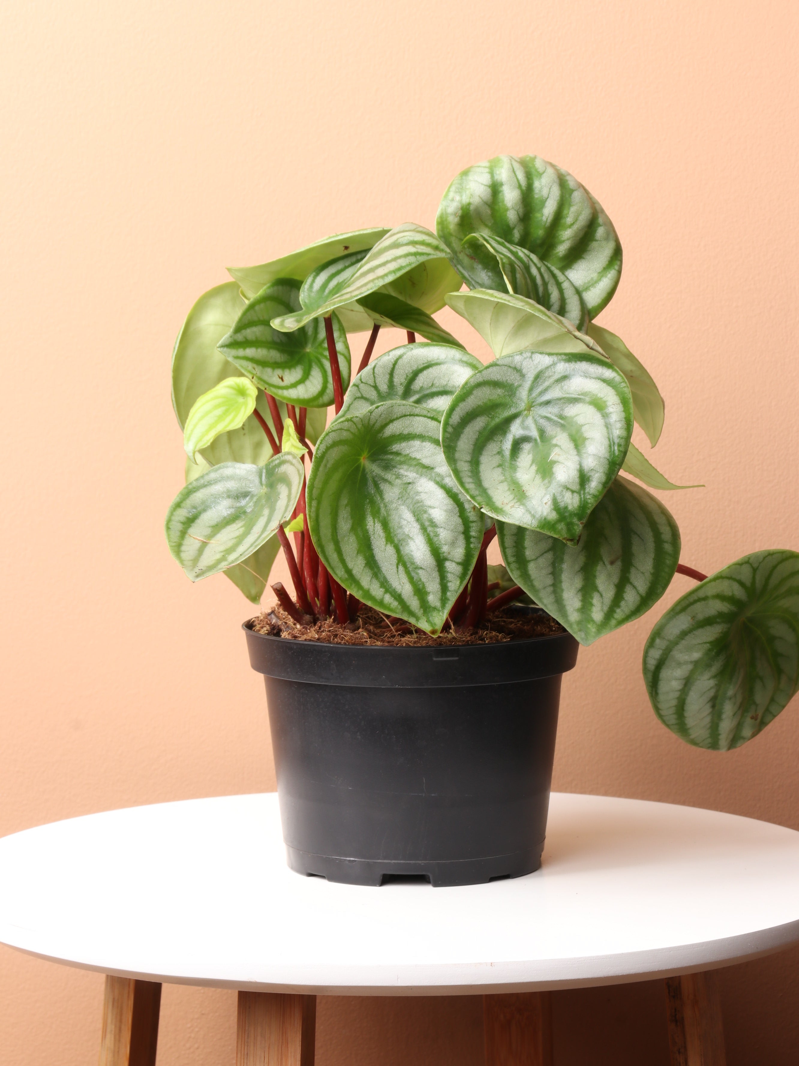 Desktop Watermelon Peperomia Delivered Tomorrow To NYC, NJ, CT, Boston ...