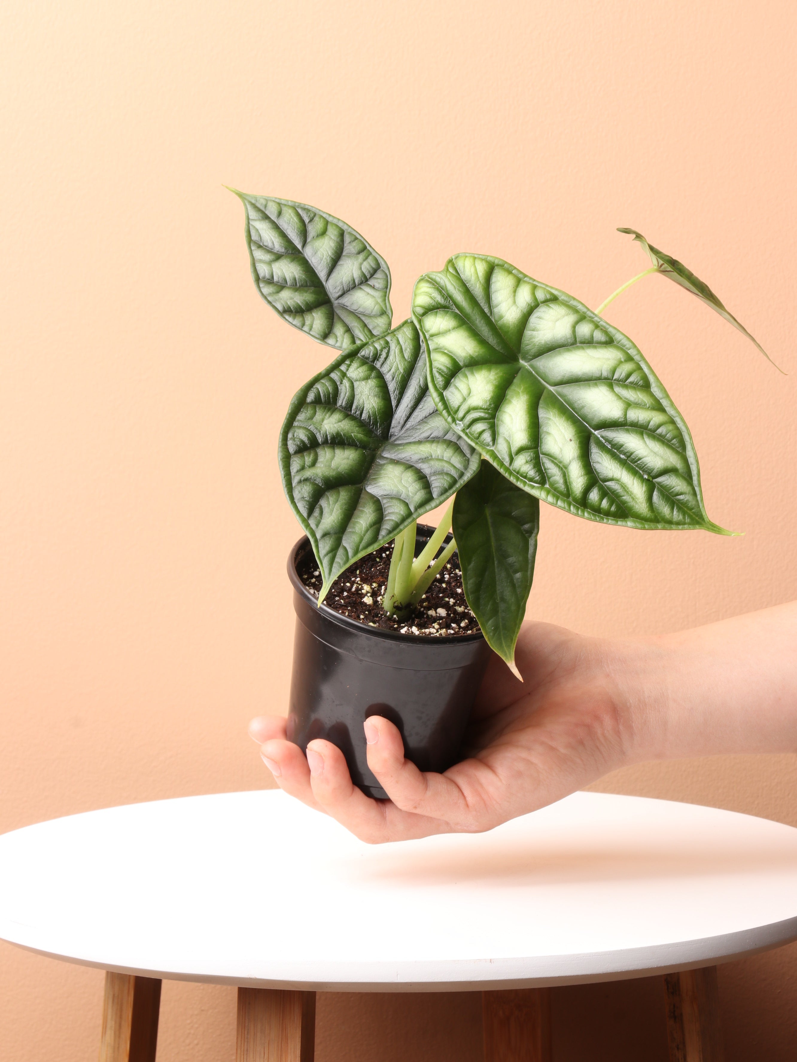 Small Alocasia Dragon Scale – Dahing Plants