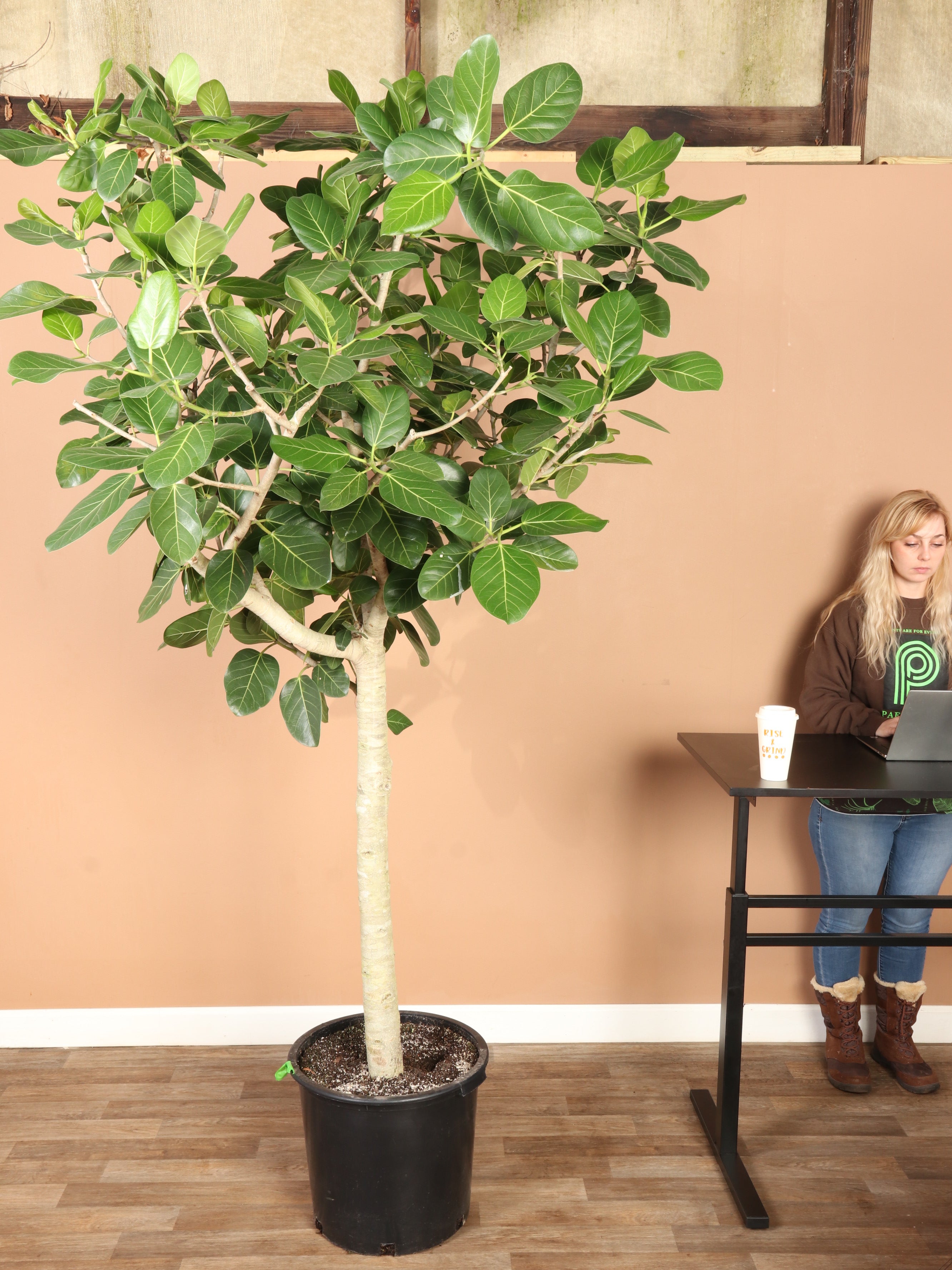 Extra Large Audrey Ficus | 7ft to 9ft tall | Delivered Locally To Your ...