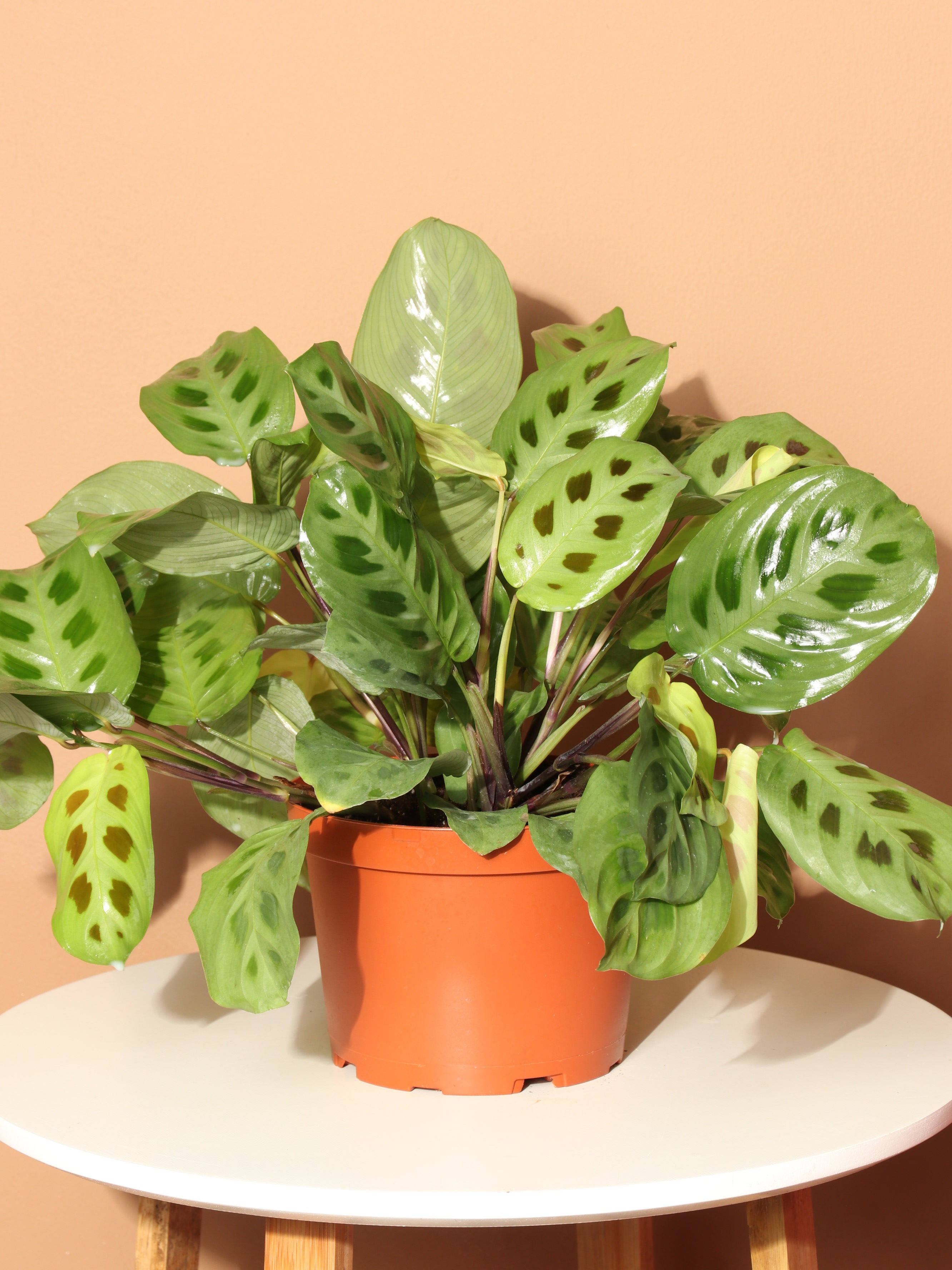 Maranta Leuconeura Kerchoveana