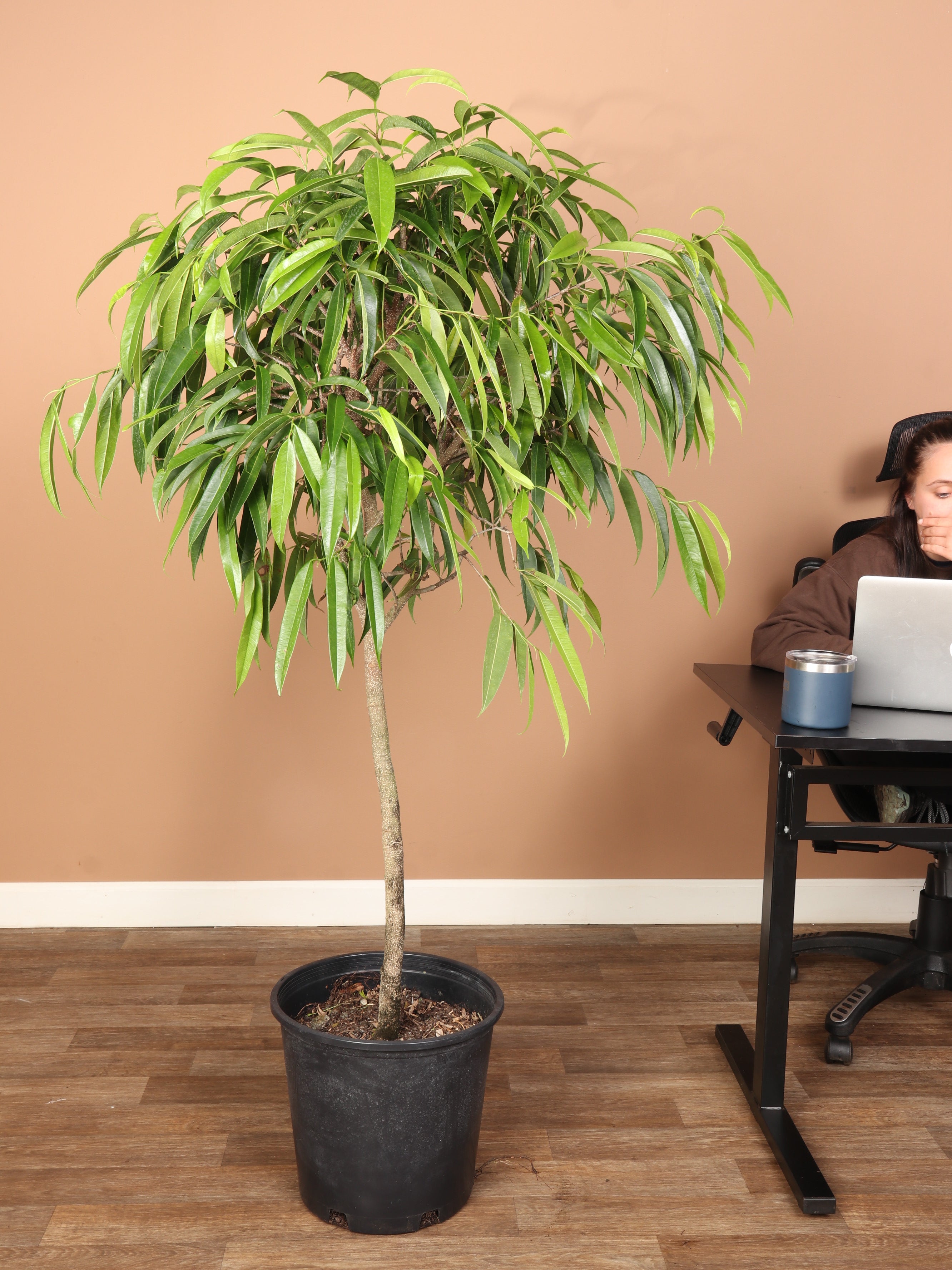 6-8ft Ficus Alii (maclellandii) – Dahing Plants