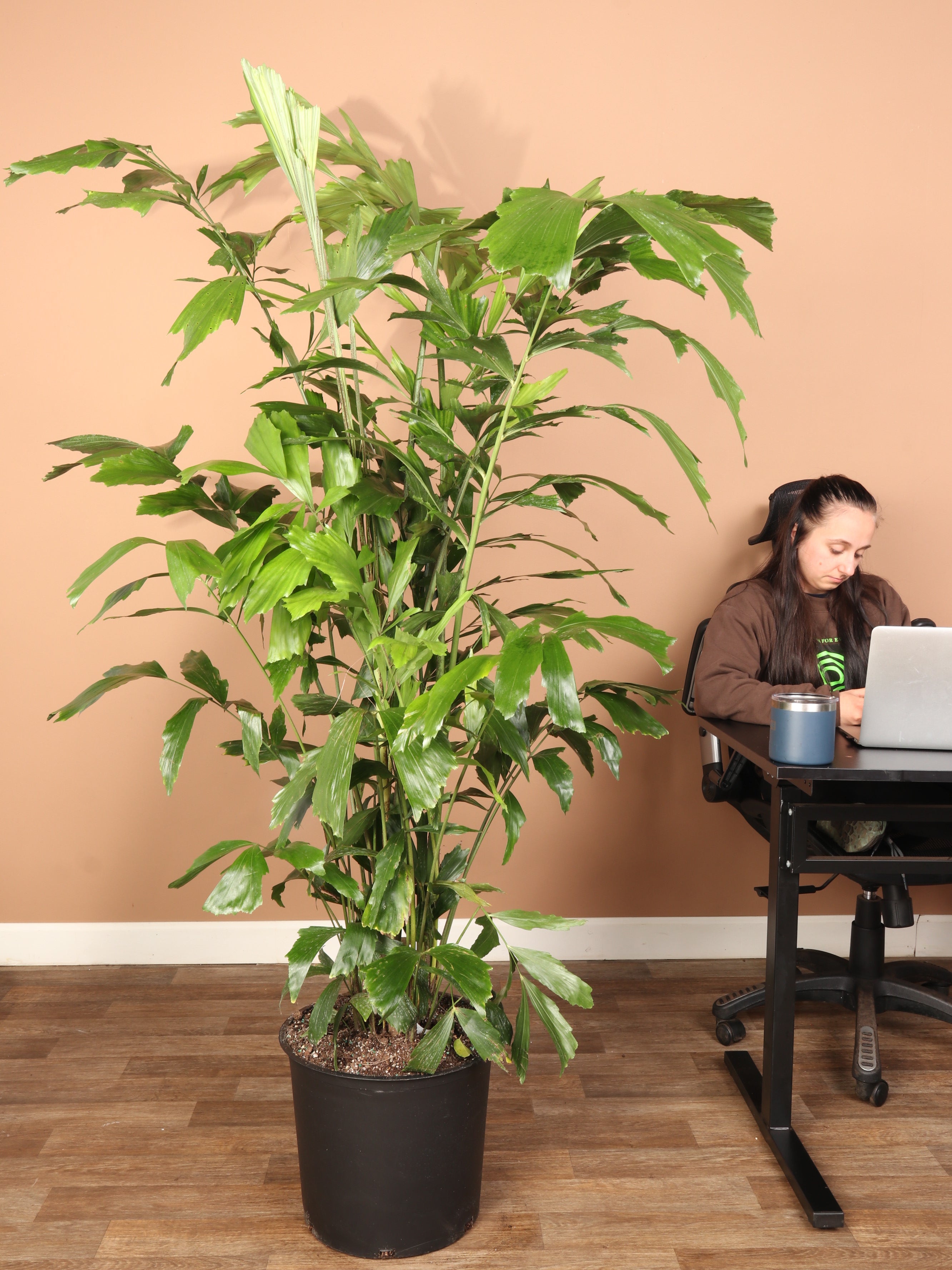 Black Fishtail Palm NParks | Caryota No