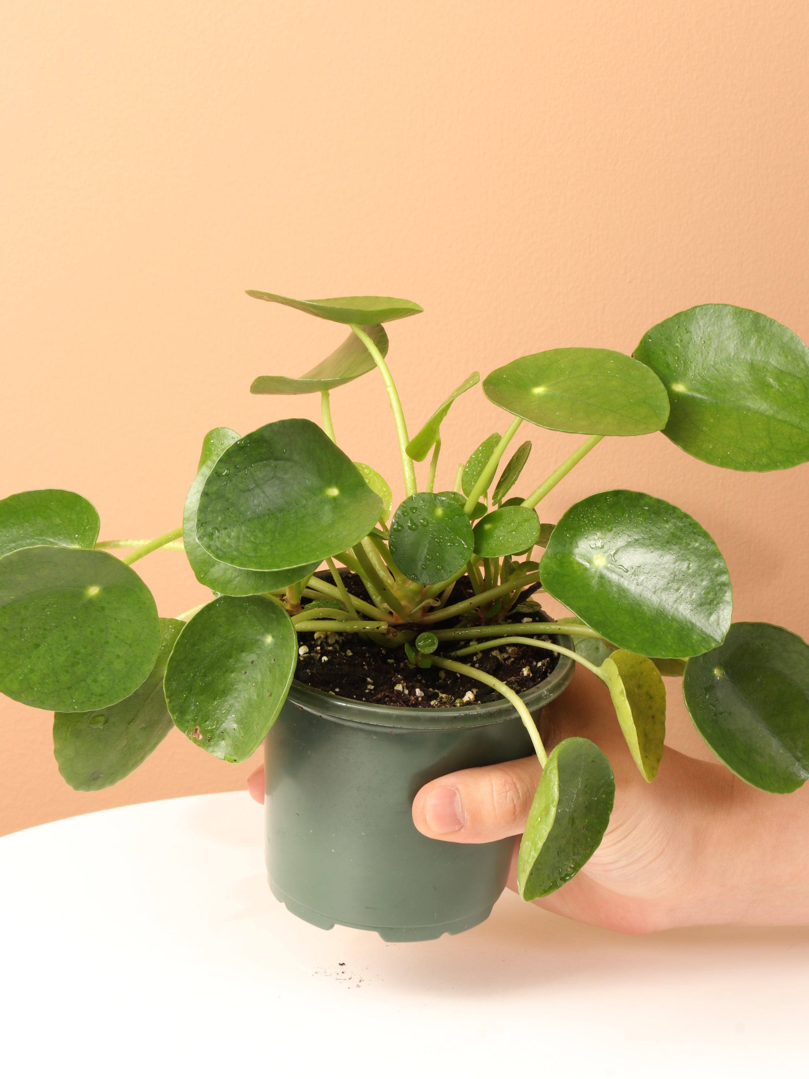 Small Pilea Peperomioides – Dahing Plants