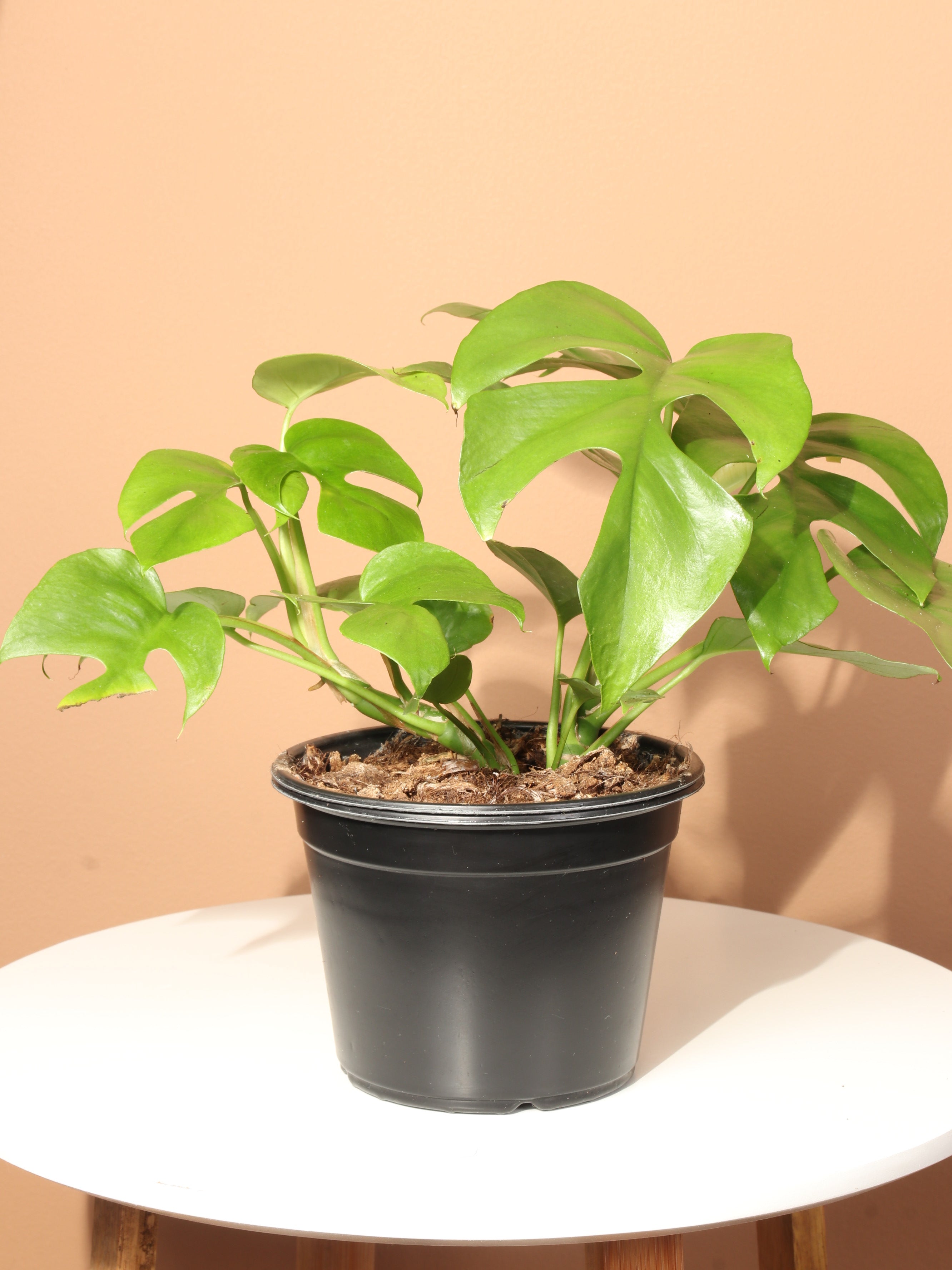 Medium Mini Monstera – Dahing Plants