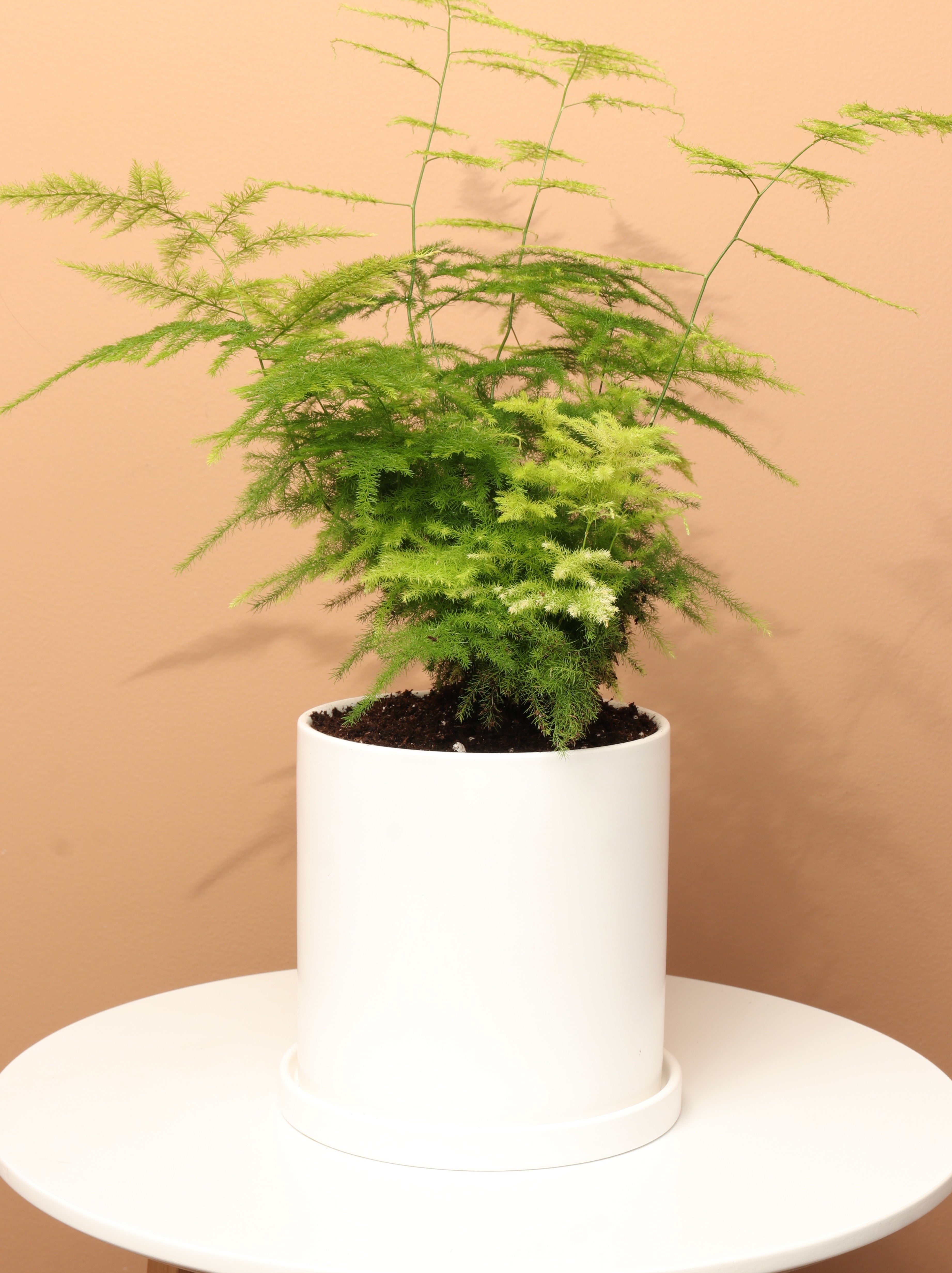 Medium Plumosa Fern – Dahing Plants