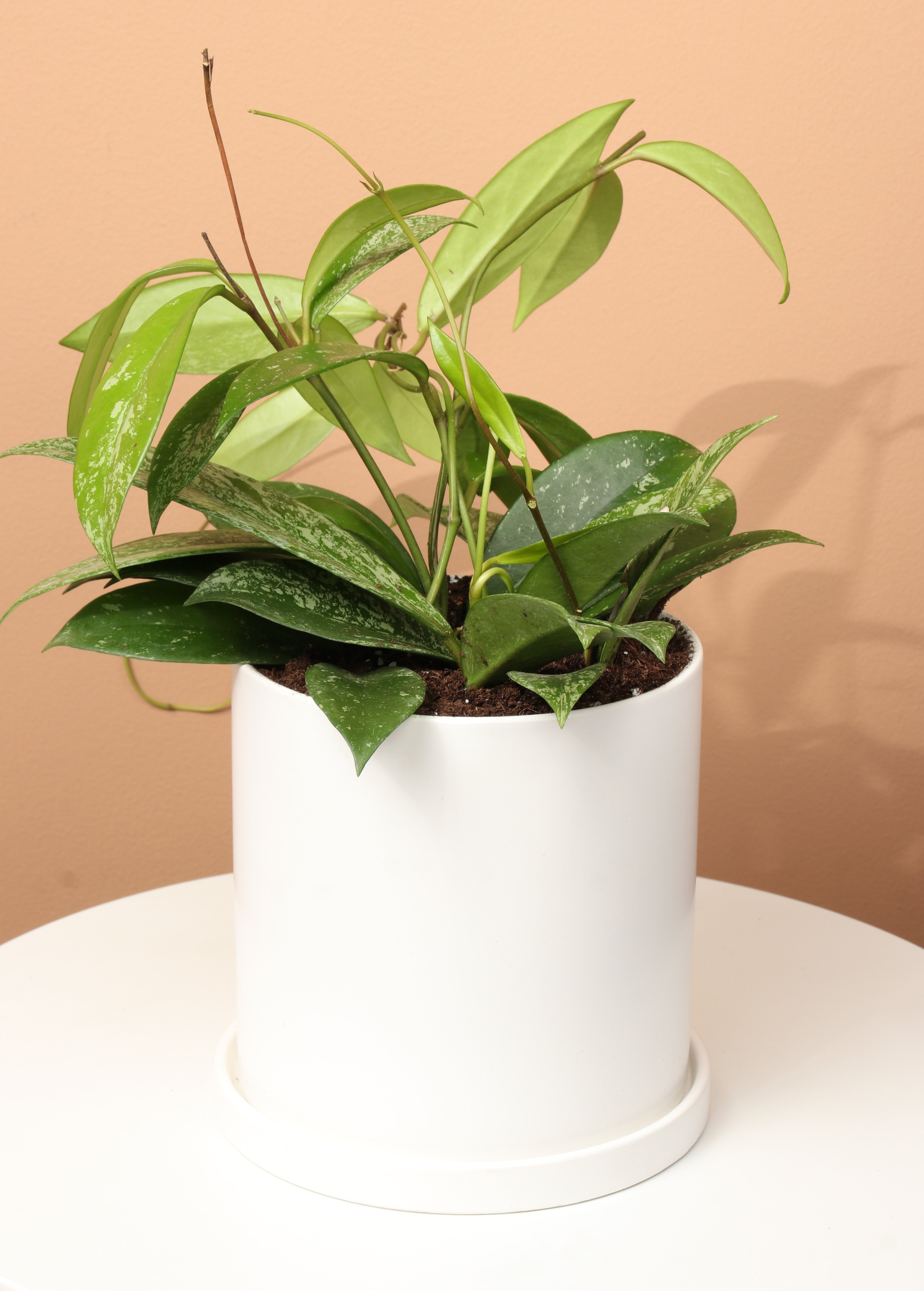 Medium Hoya 'Splash' – Dahing Plants